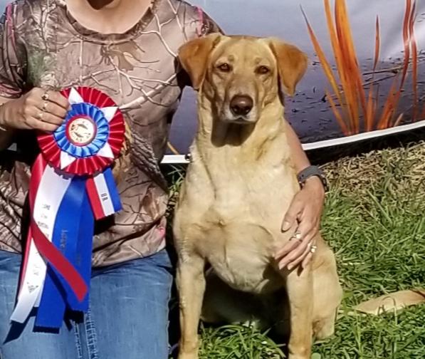 Cross Creek Kennels, Inc in Texas | Labrador Retriever puppies | Good Dog