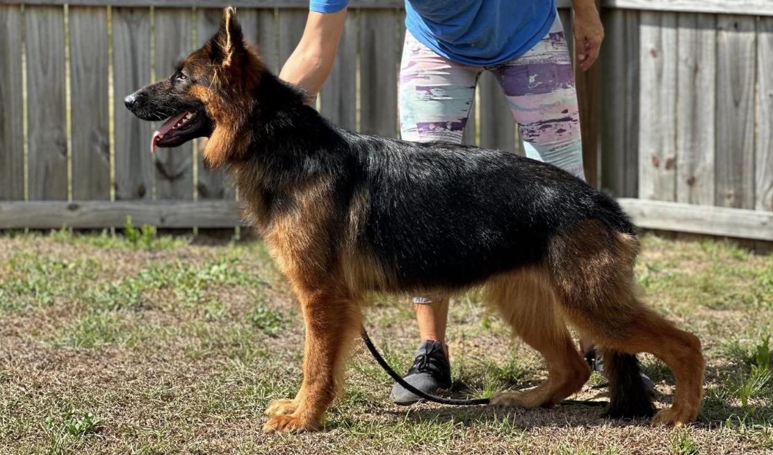 Von Freimeier Kennels in Florida | German Shepherd puppies | Good Dog