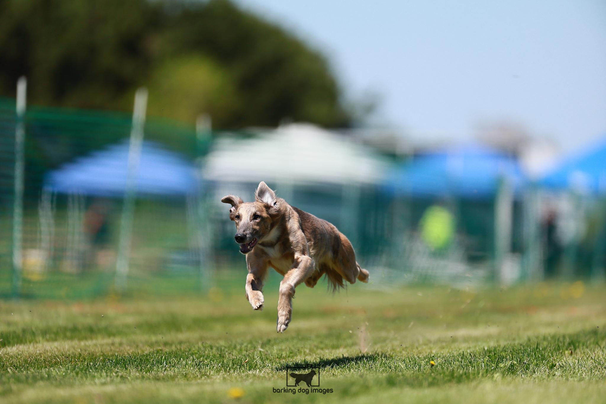 Northern Lore Windsprites in Wisconsin | Windsprite puppies | Good Dog