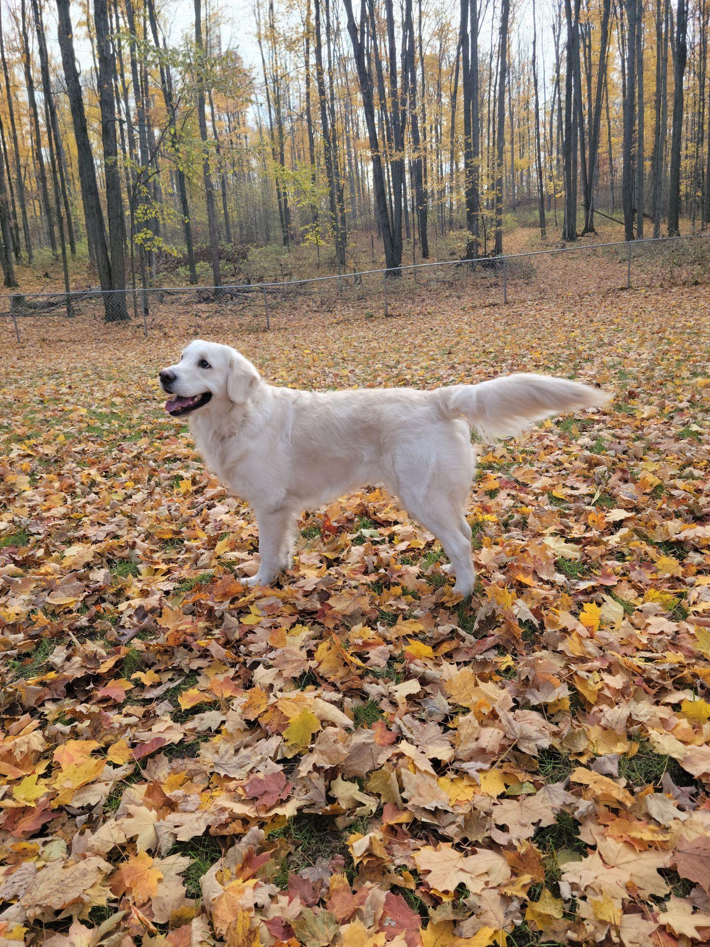 Sugar Maple Golden Retrievers in Michigan | Golden Retriever puppies ...