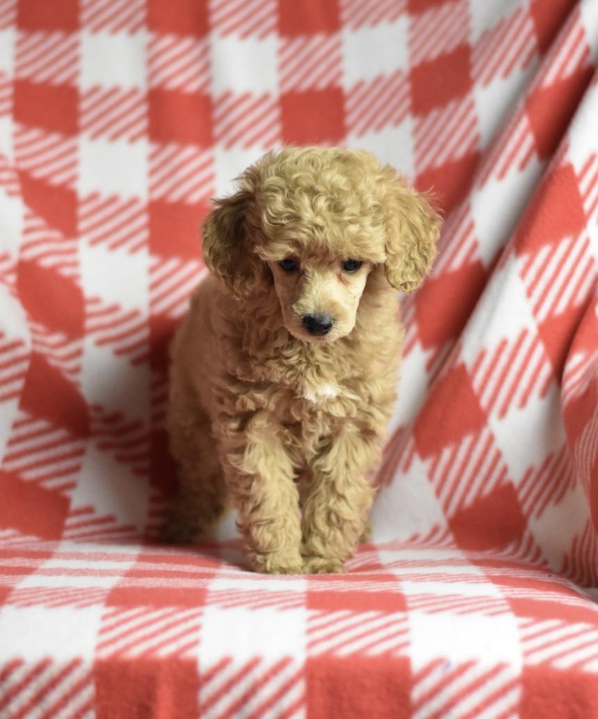 Tessabell Poodles in South Carolina | Poodle puppies | Good Dog