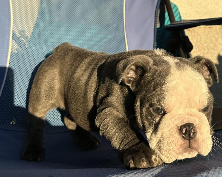 Argos Bully Family in Florida | Bulldog puppies | Good Dog
