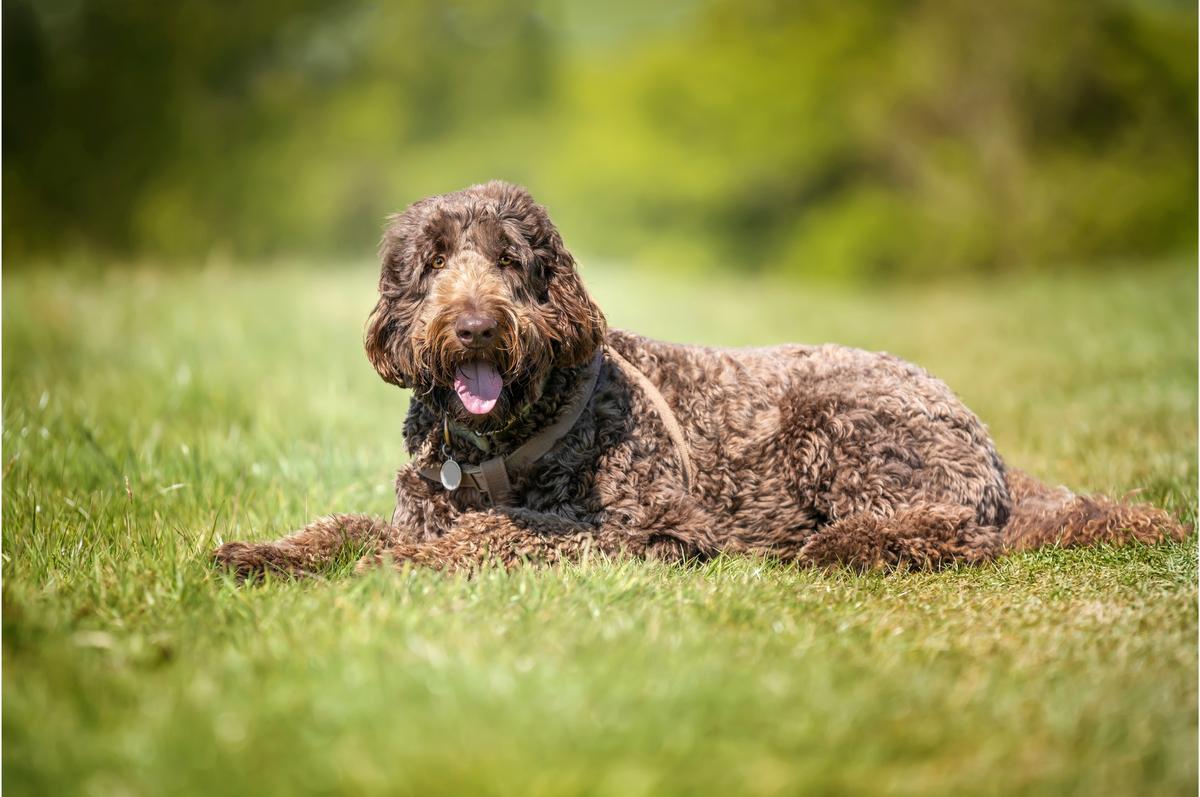 25 cute Newfypoo puppies for sale in Washington | Good Dog