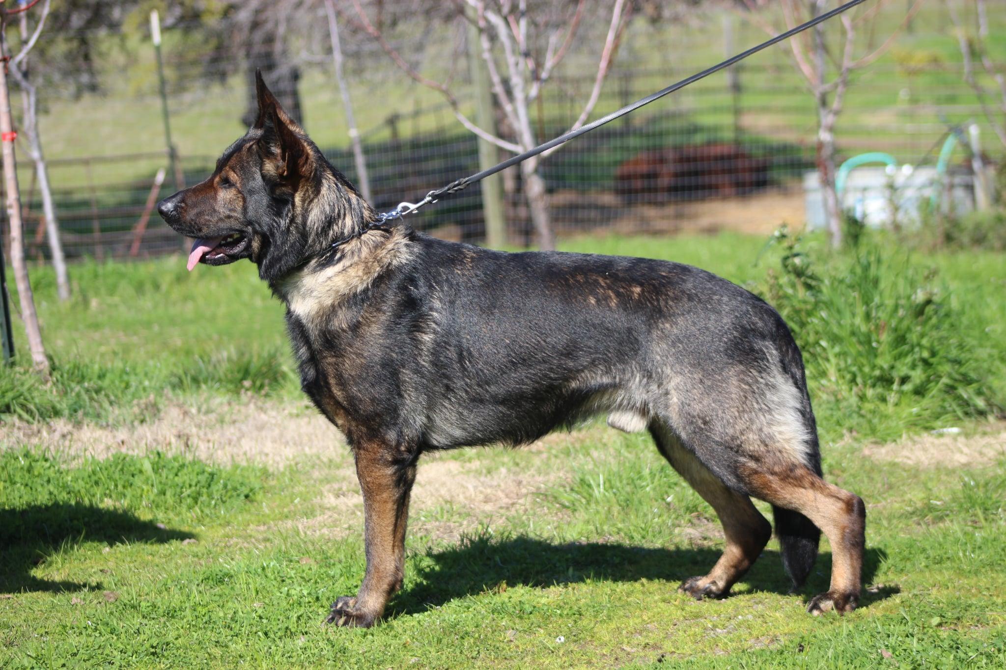 Valor-K9s in California | German Shepherd puppies | Good Dog