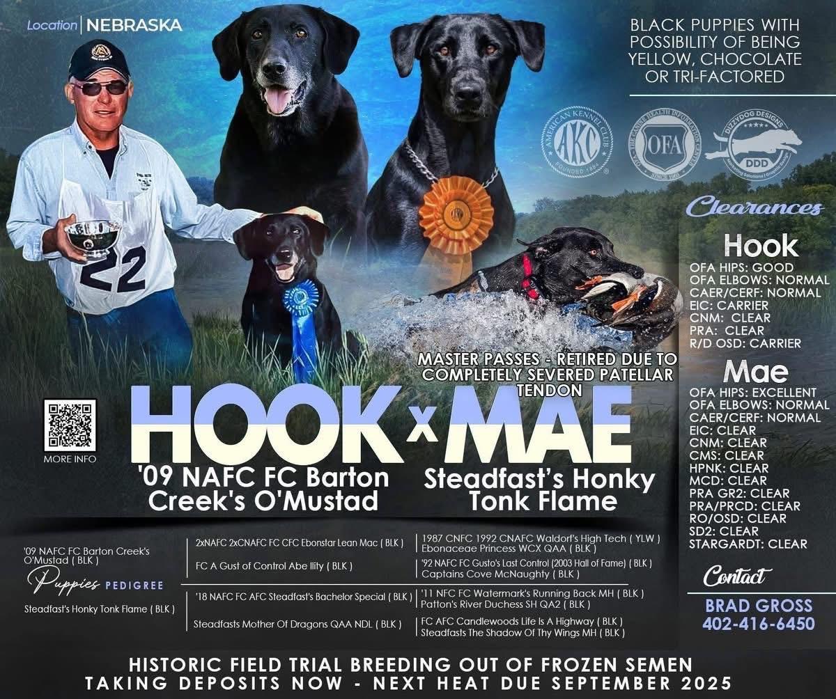 Labrador Retriever Breedings in Nebraska | Labrador Retriever puppies ...