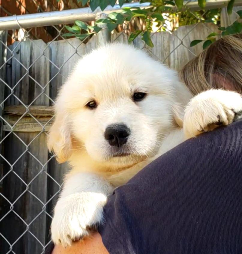 Sunkyst Golden Retrievers in South Carolina | Golden Retriever puppies ...