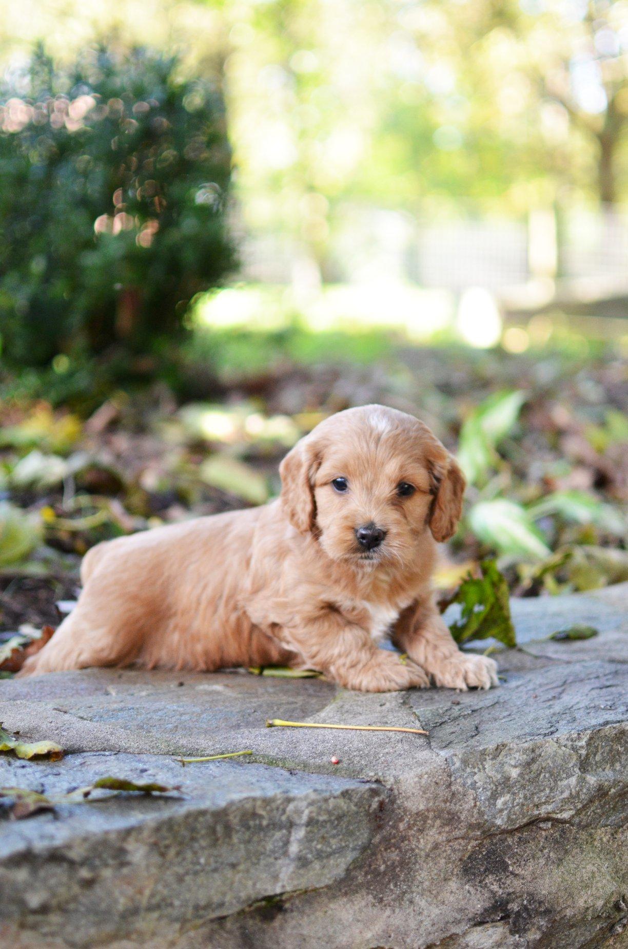 Dana's Domain Cockapoos in Pennsylvania | Cockapoo and Cocker Spaniel ...