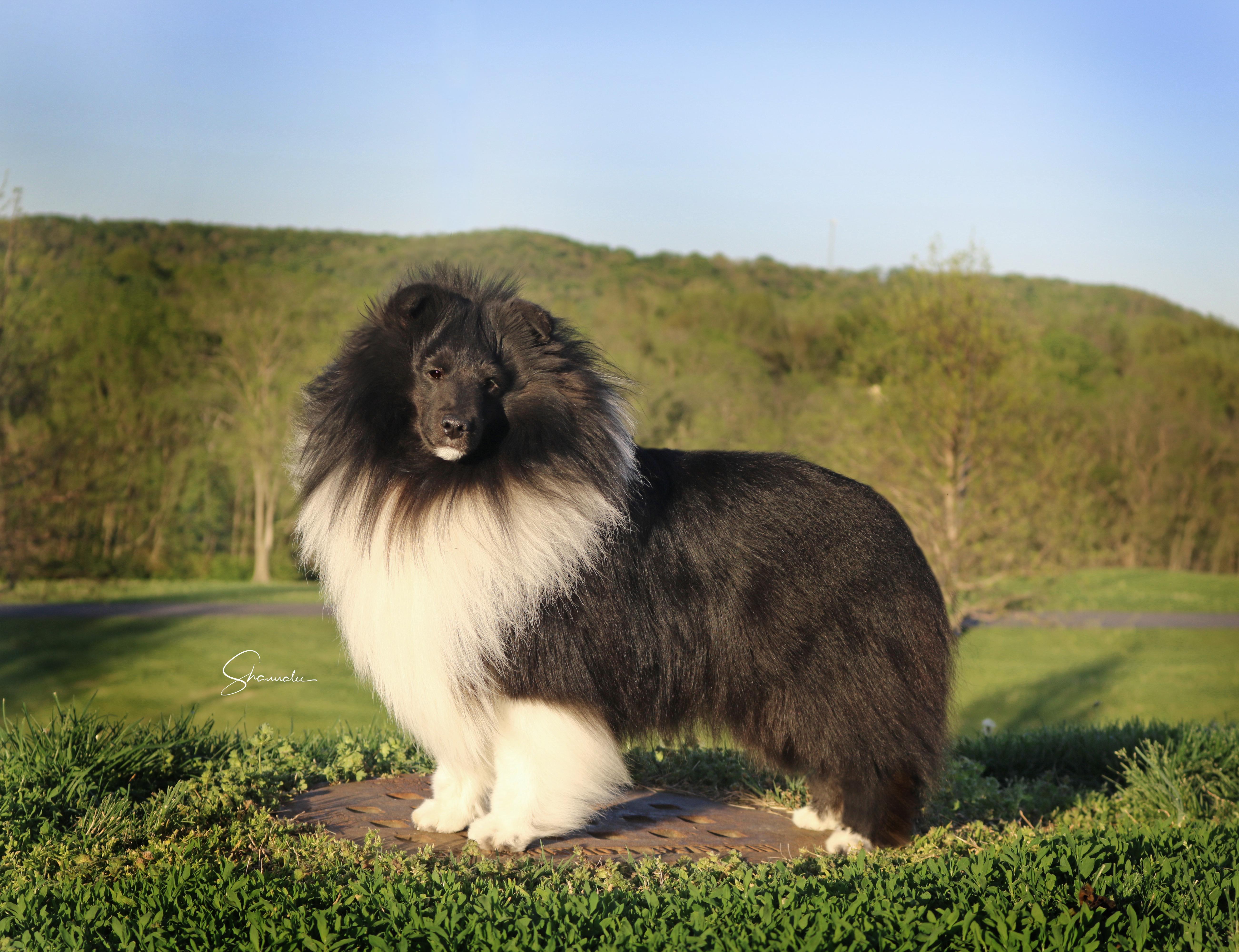 Allison Gilbert in Michigan | Shetland Sheepdog puppies | Good Dog