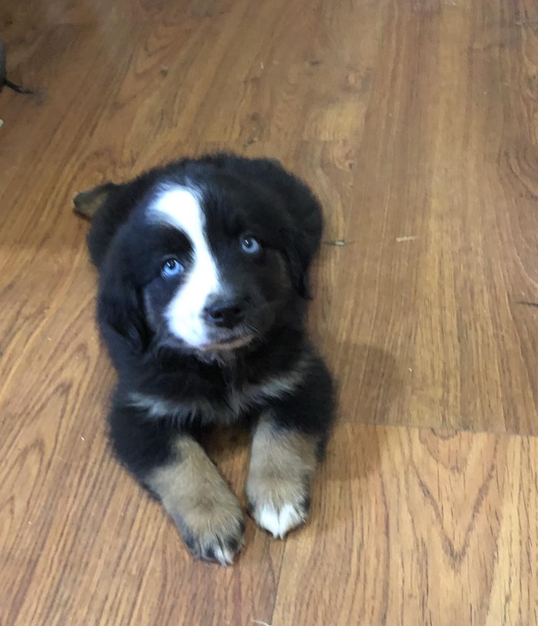 Texas Miniature Aussies in Texas | Australian Shepherd, Miniature ...