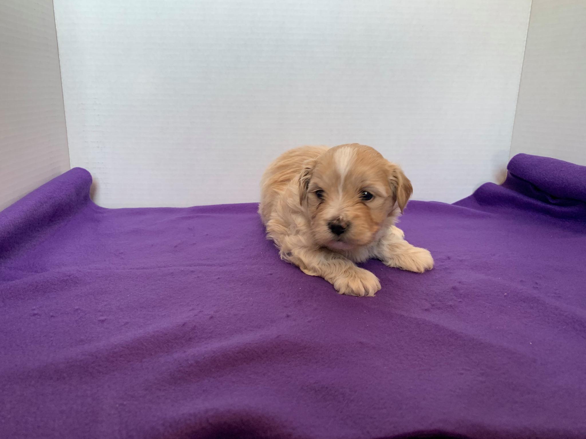 Judy Hersey-Philips' Multipoo Puppies in Florida | Maltipoo puppies ...