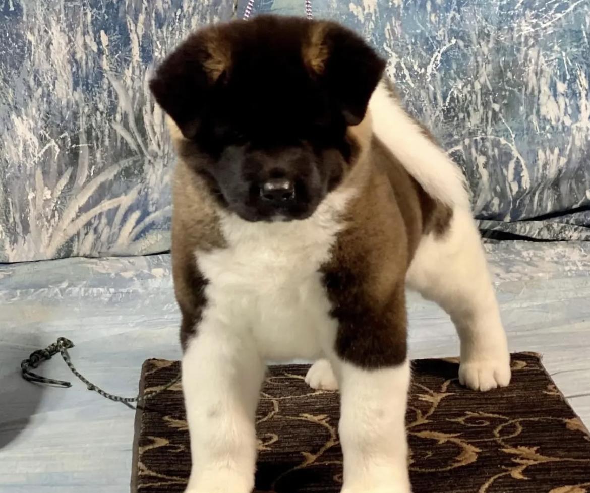 Rakkasan Akitas in Colorado | Akita puppies | Good Dog