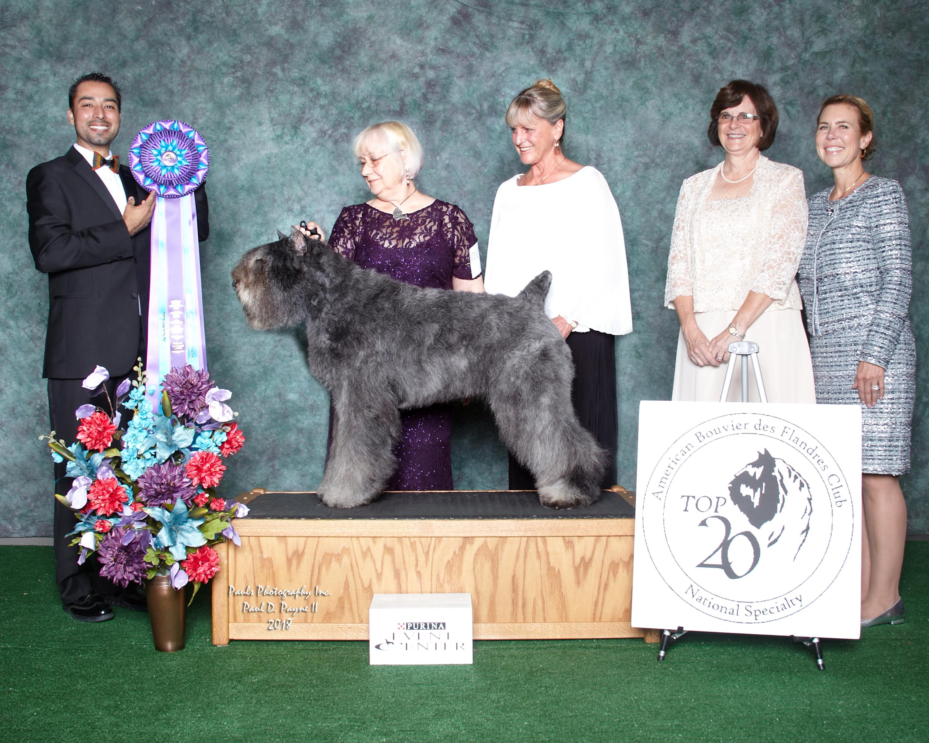 Always Bouviers in Colorado | Bouvier des Flandres puppies | Good Dog