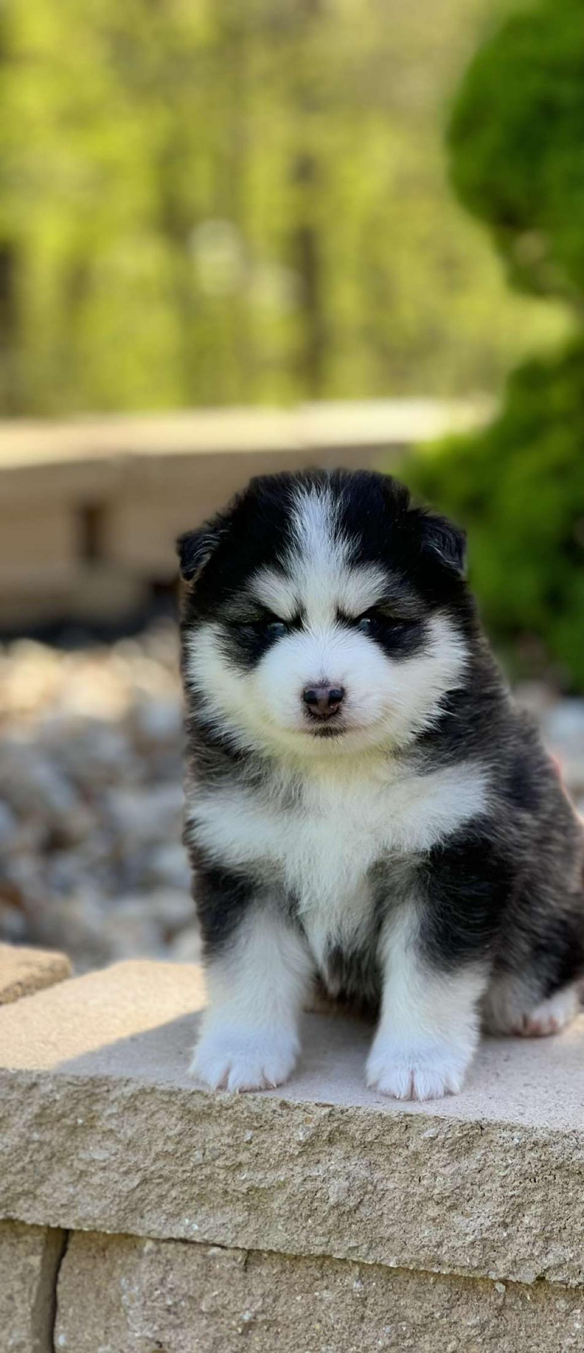 Mississippi River Pomskies in Missouri | Pomsky puppies | Good Dog