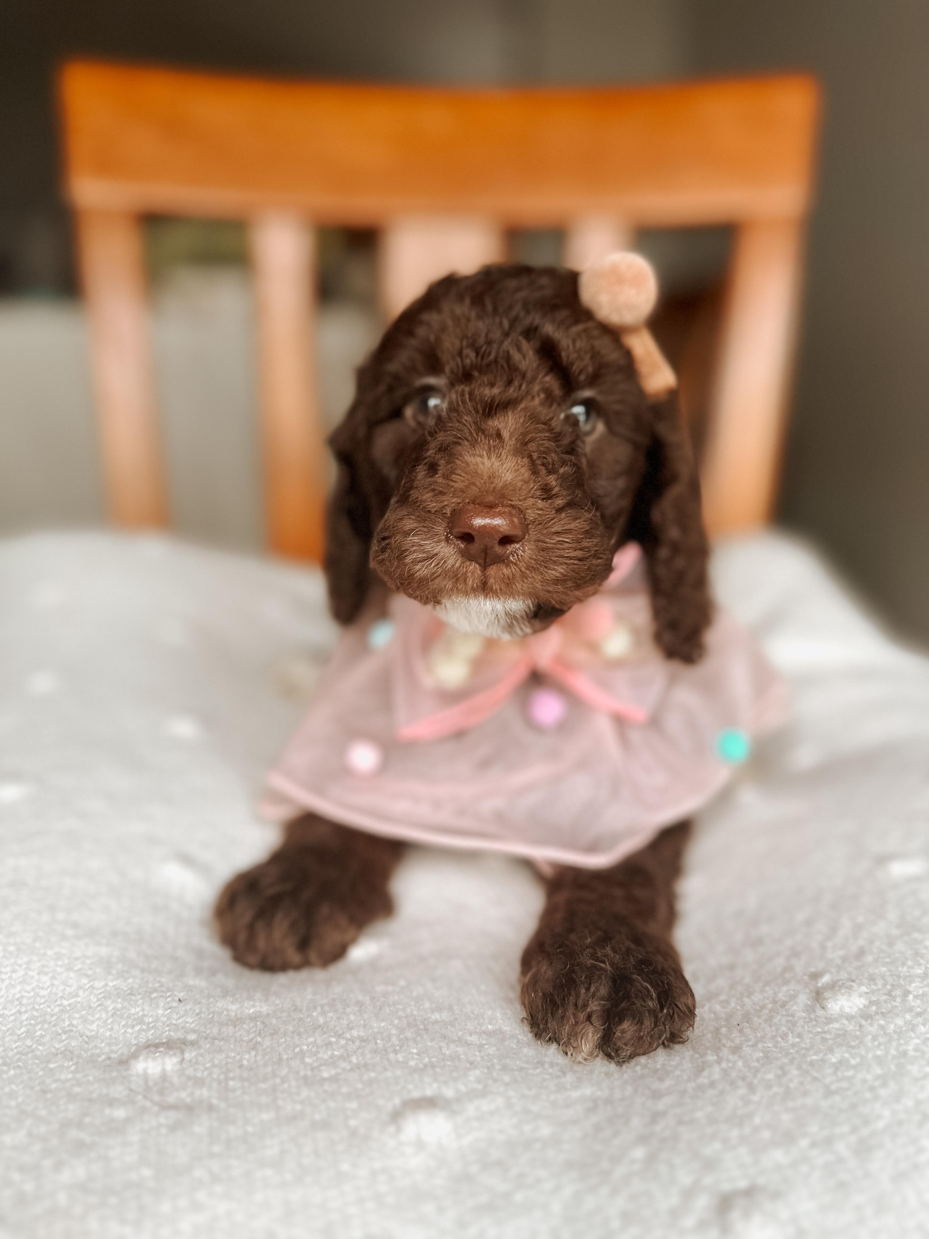 Glamorous Golden Doodles in Florida | Goldendoodle puppies | Good Dog