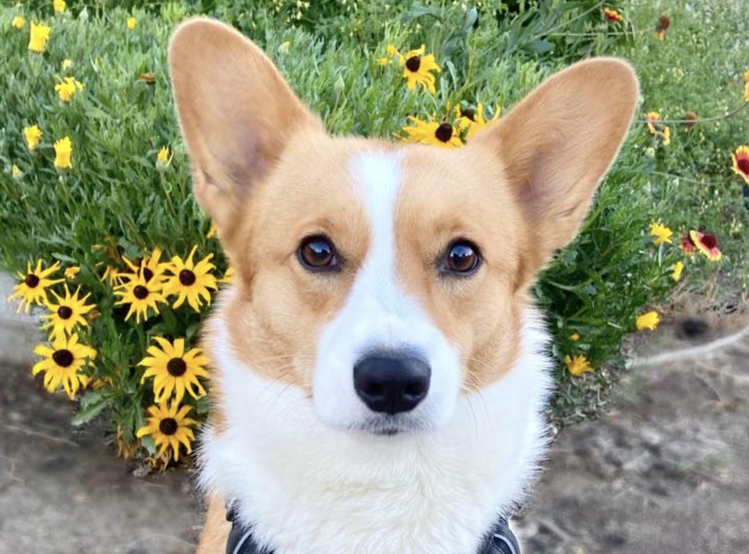 Mount Garfield Corgis in California | Pembroke Welsh Corgi puppies ...