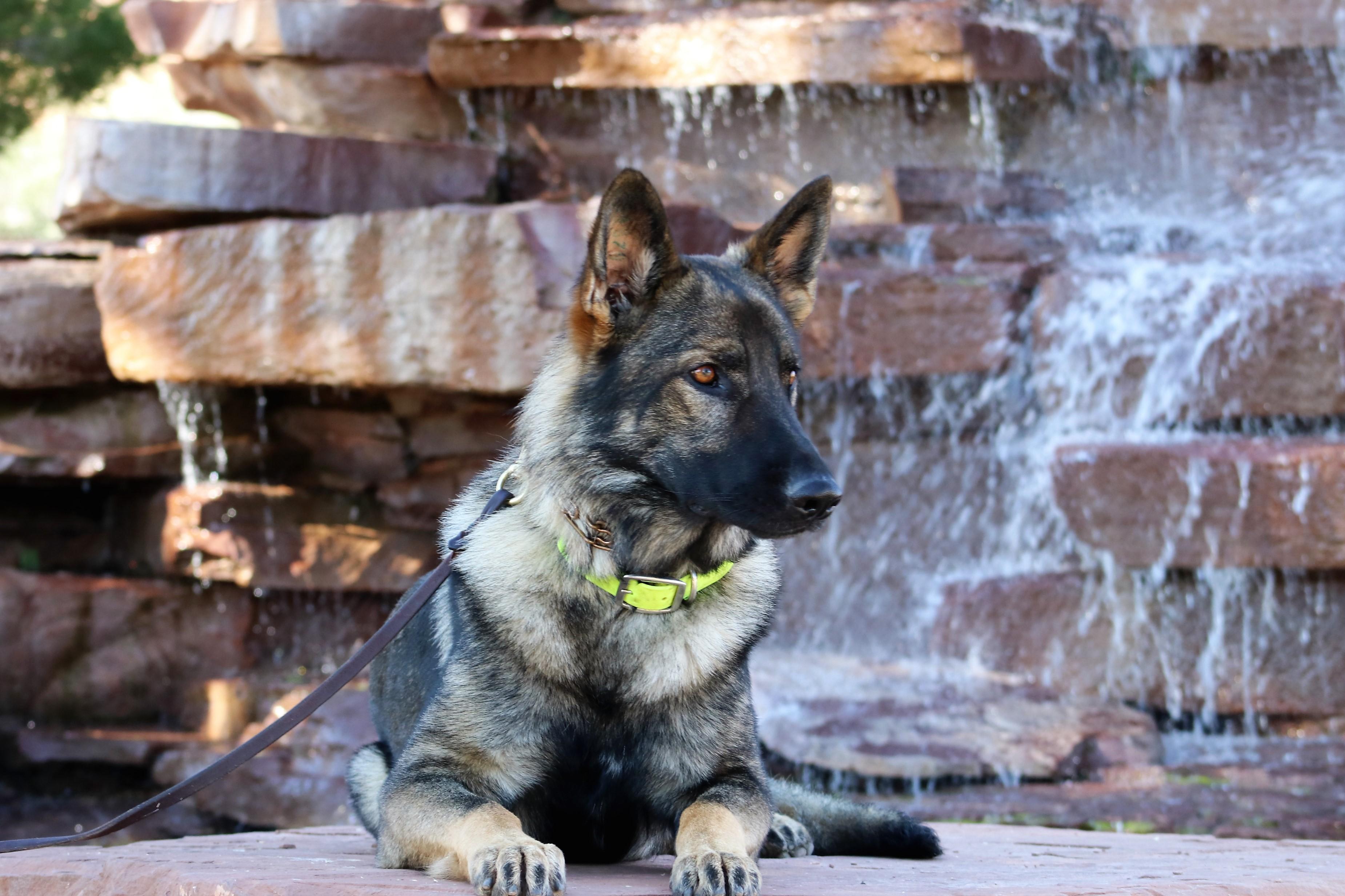 Desert Canyon German Shepherds in Arizona | German Shepherd puppies ...