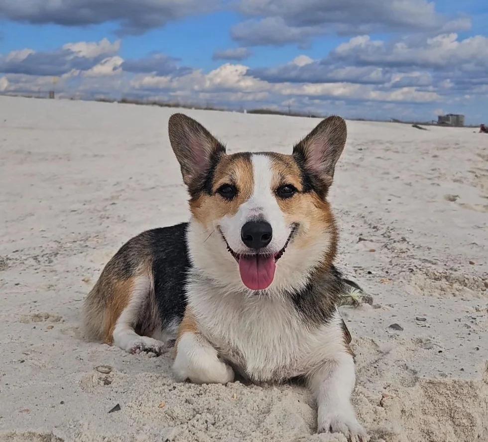McMillion Corgis in Florida | Pembroke Welsh Corgi puppies | Good Dog