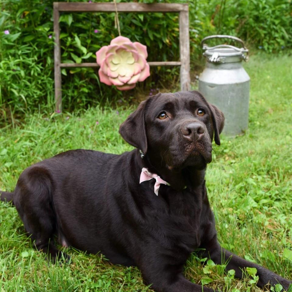 FireFly Farm Kennels in Pennsylvania | Labrador Retriever puppies ...