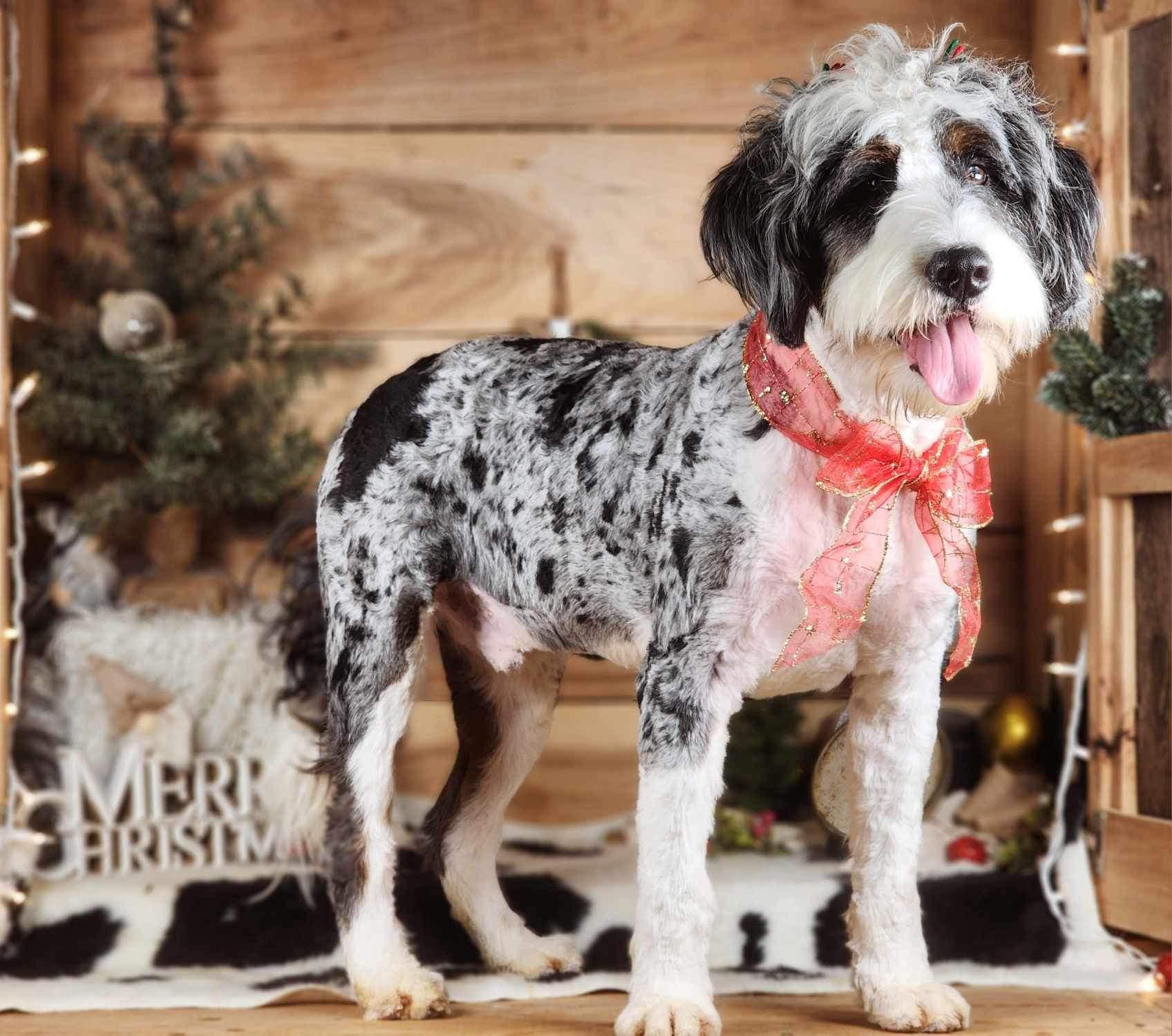 ‘Mut’zger Doodles in Indiana | Bernedoodle puppies | Good Dog