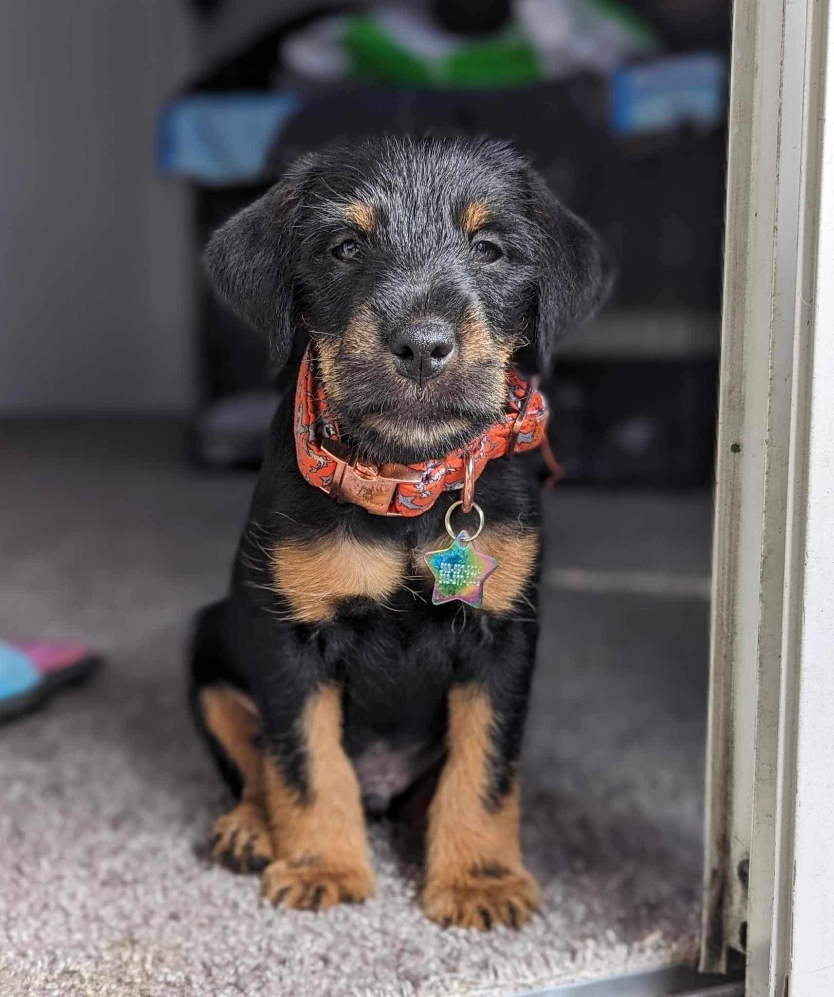 Oregon Jagdterrier in Oregon | Jagdterrier puppies | Good Dog