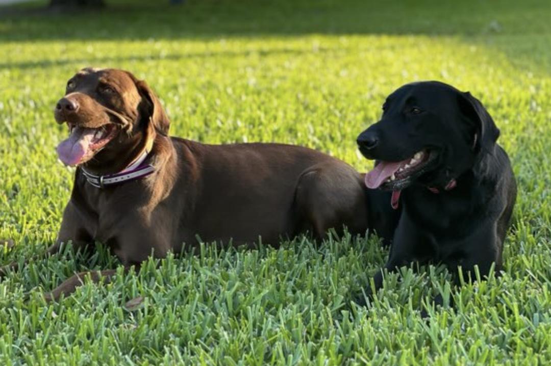 Seaside Labradors in Florida | Labrador Retriever puppies | Good Dog