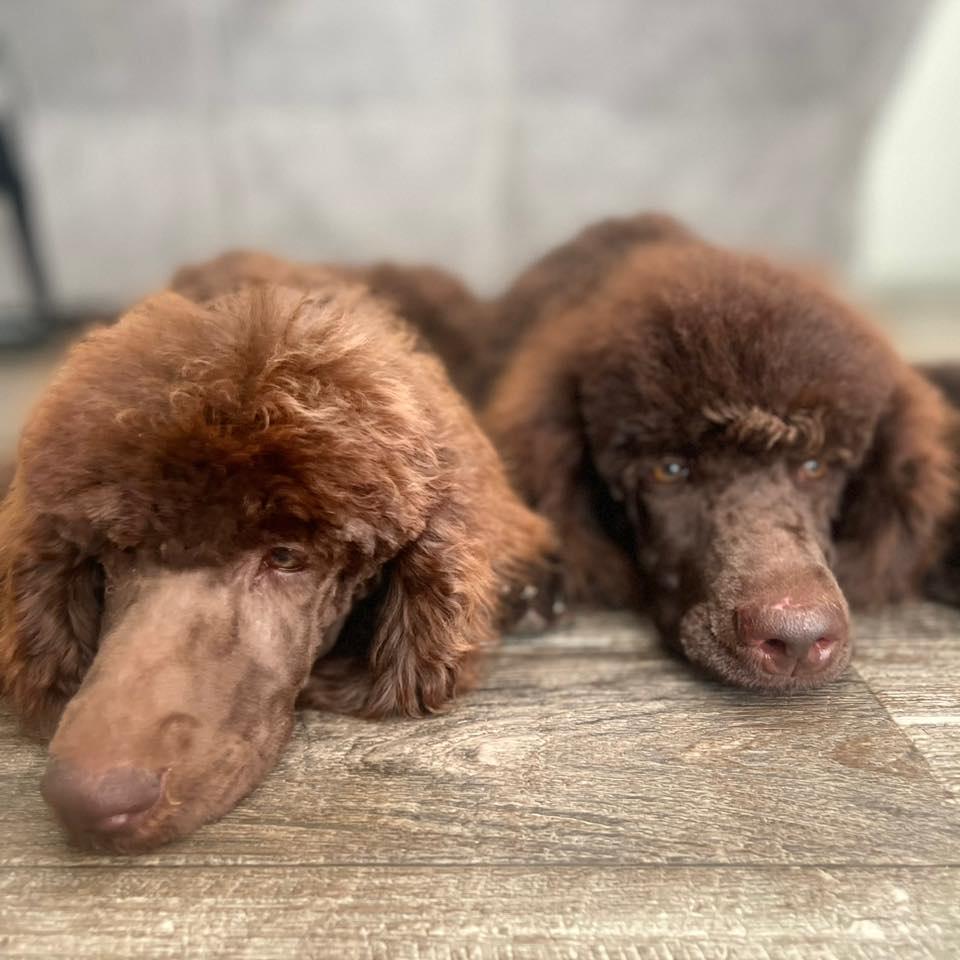 Jolley Poodles in Texas | Poodle puppies | Good Dog
