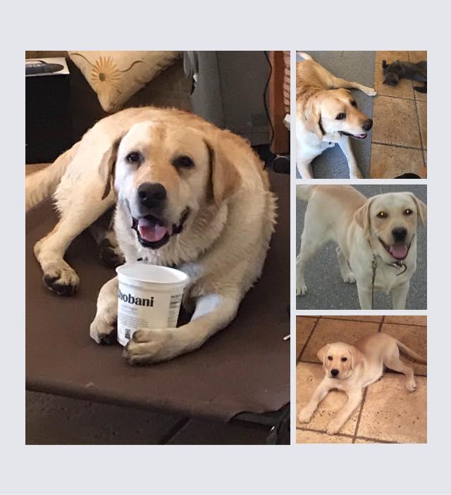 Joyce Bacoccina in California | Labrador Retriever puppies | Good Dog