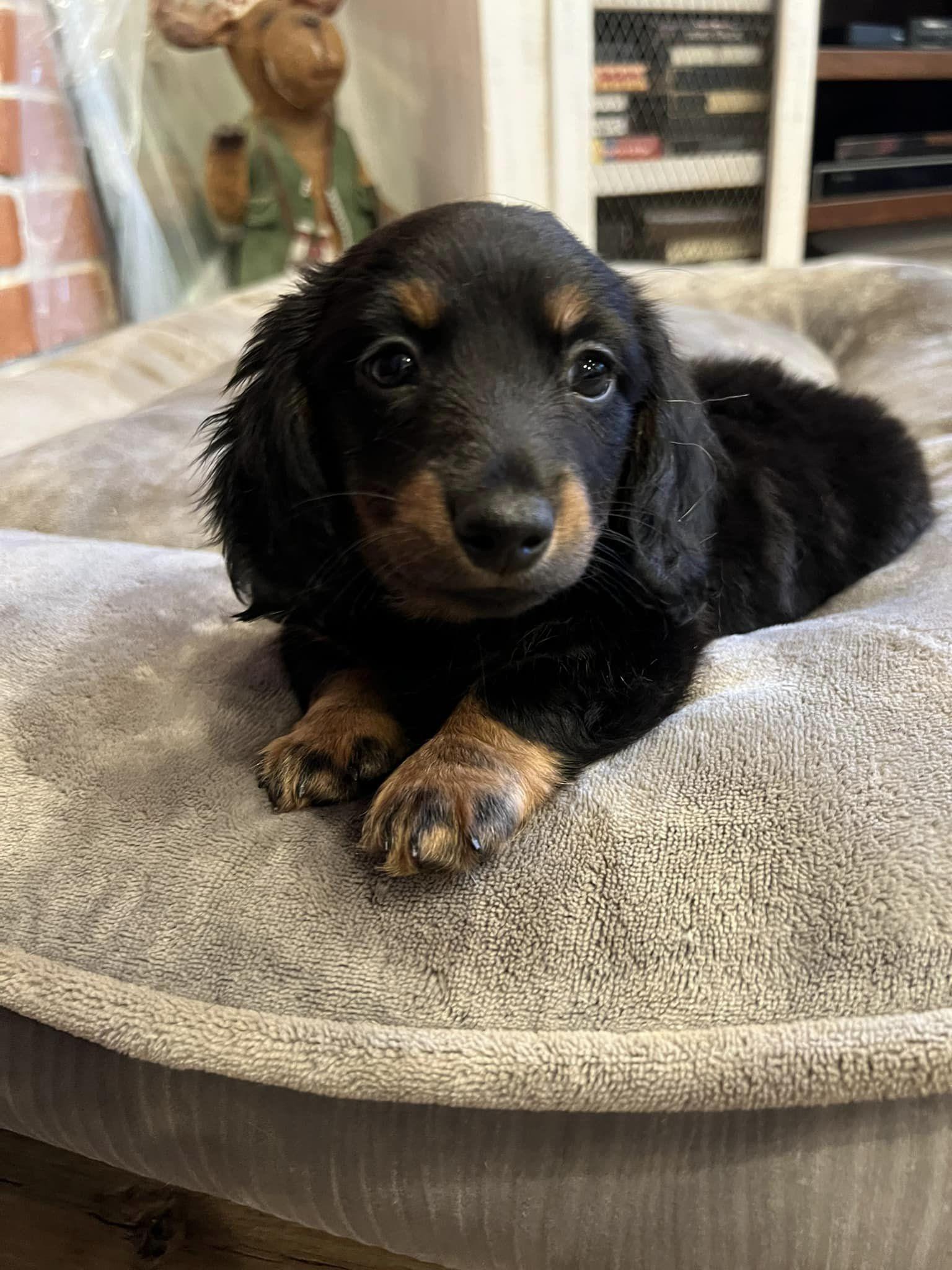 Boon Farms in California | Dachshund puppies | Good Dog