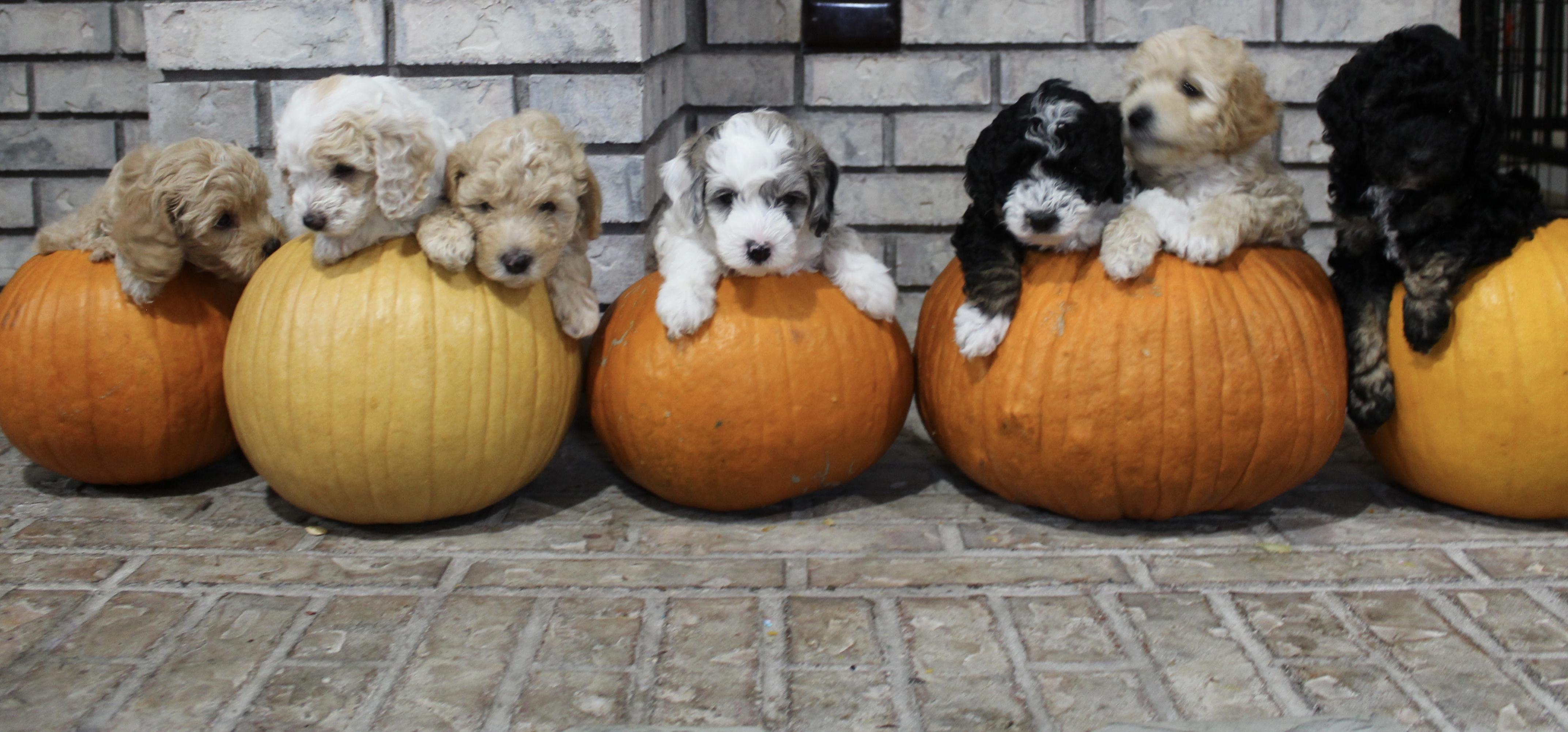 Peachydoodlepups in Utah | Aussiedoodle puppies | Good Dog