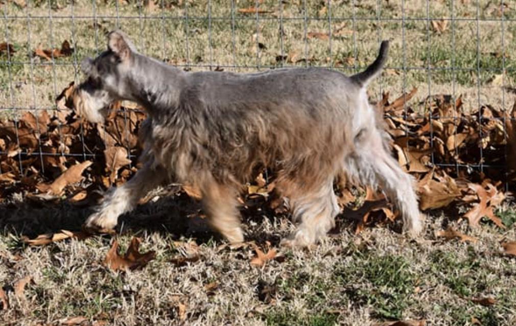 Angel Paw's Kennel in Missouri | Miniature Schnauzer and Schnoodle ...