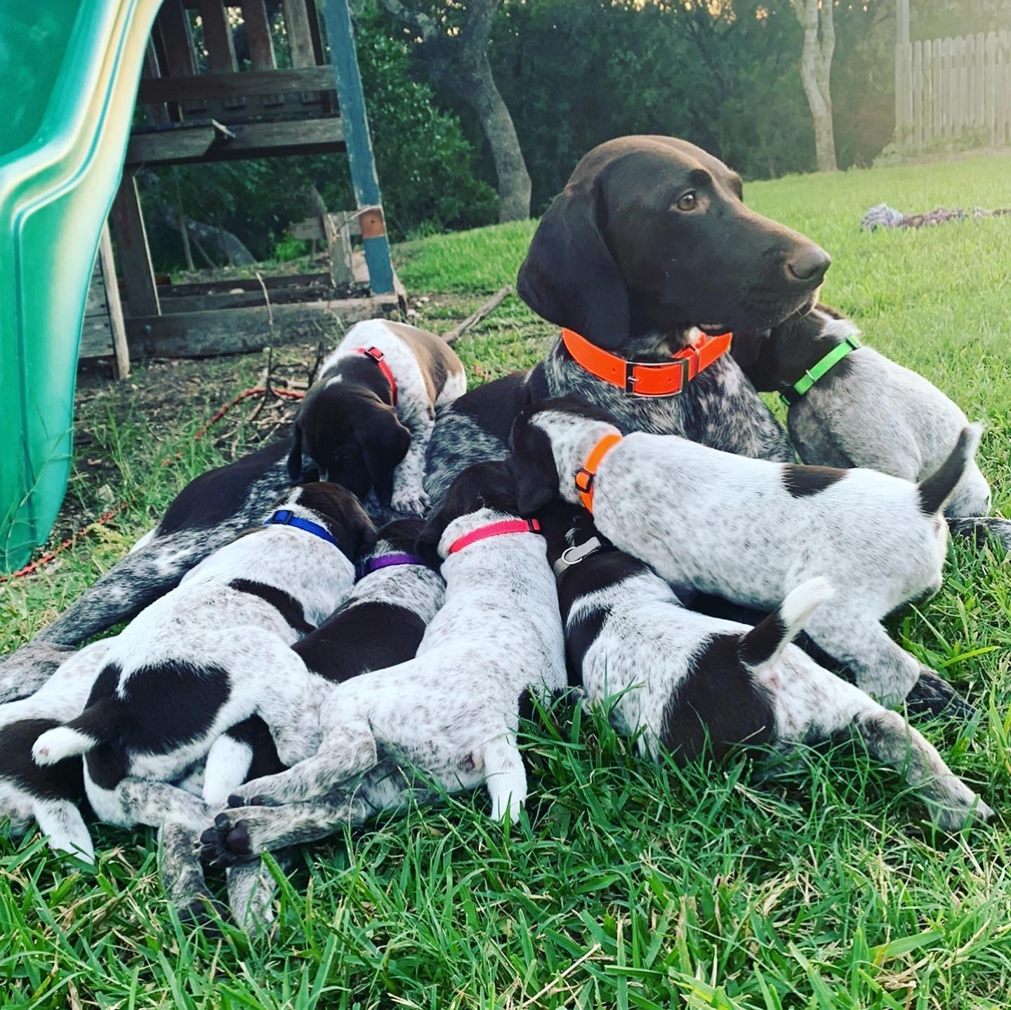 Alvarado Farm Kennels, LLC in Texas | German Shorthaired Pointer ...