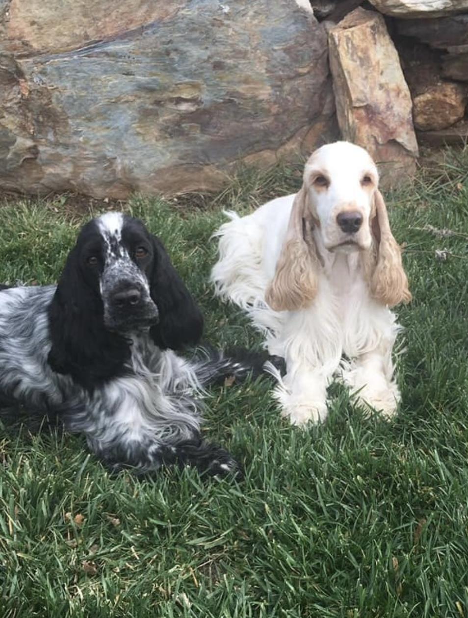 Rockstar in California | English Cocker Spaniel puppies | Good Dog