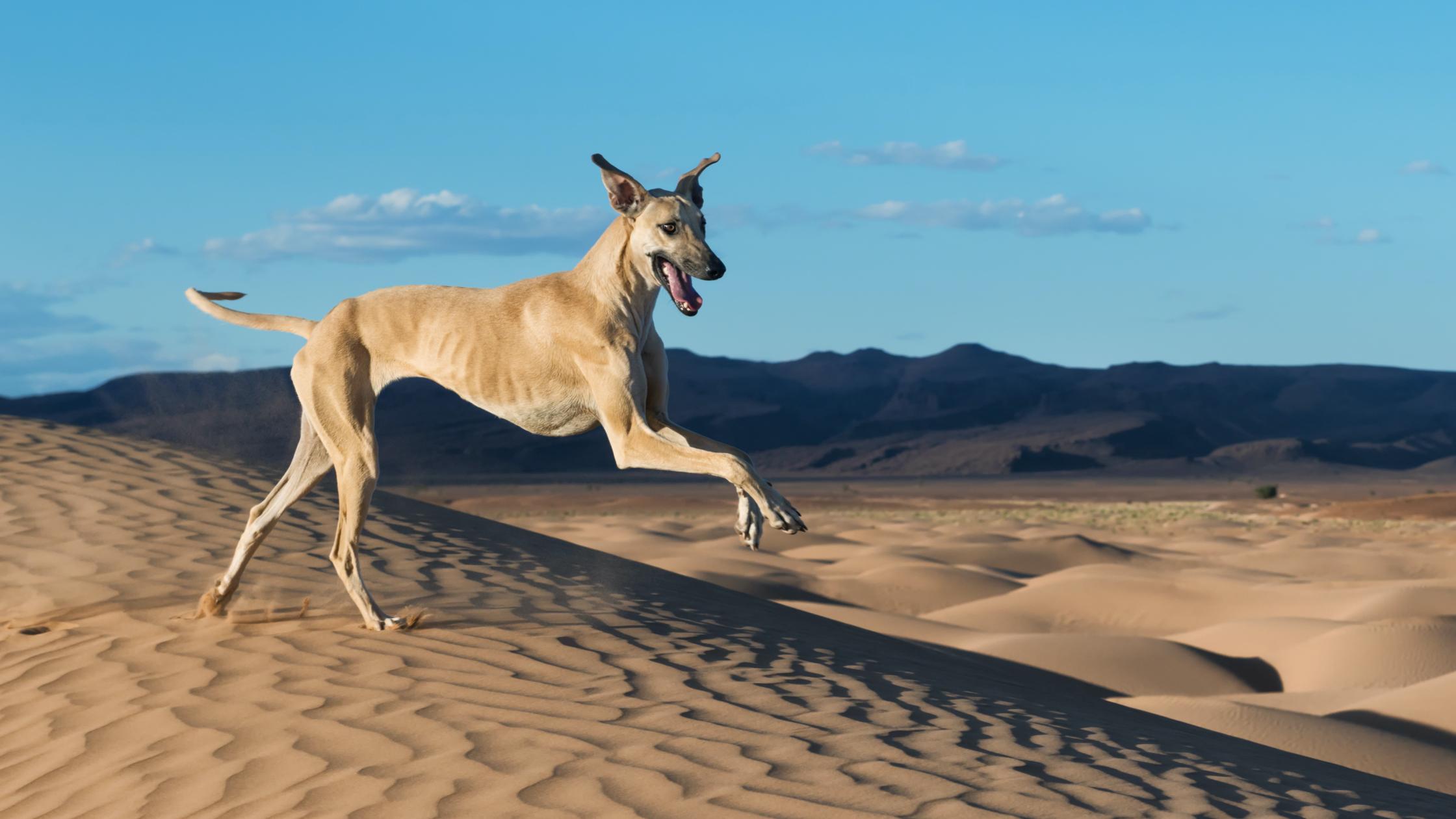 #1 Guide to Health Testing — Sloughi | Good Dog