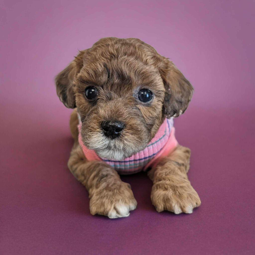 Horst Maltipoo Puppies in Pennsylvania | Maltipoo puppies | Good Dog