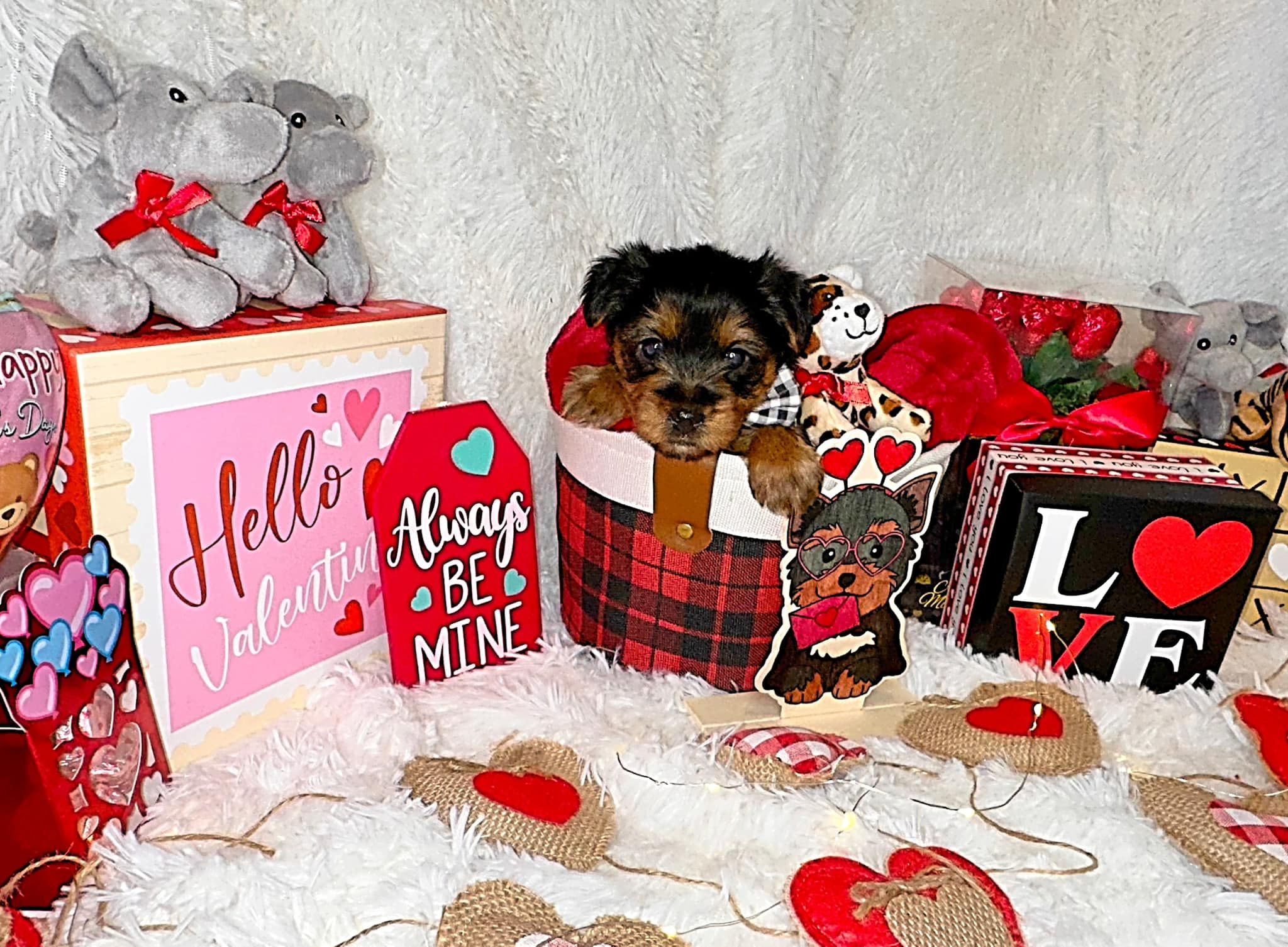 Amanda's Yorkies and Shorkies in Alabama | Yorkshire Terrier and ... Amanda's Yorkies and Shorkies in Alabama | Yorkshire Terrier and ...