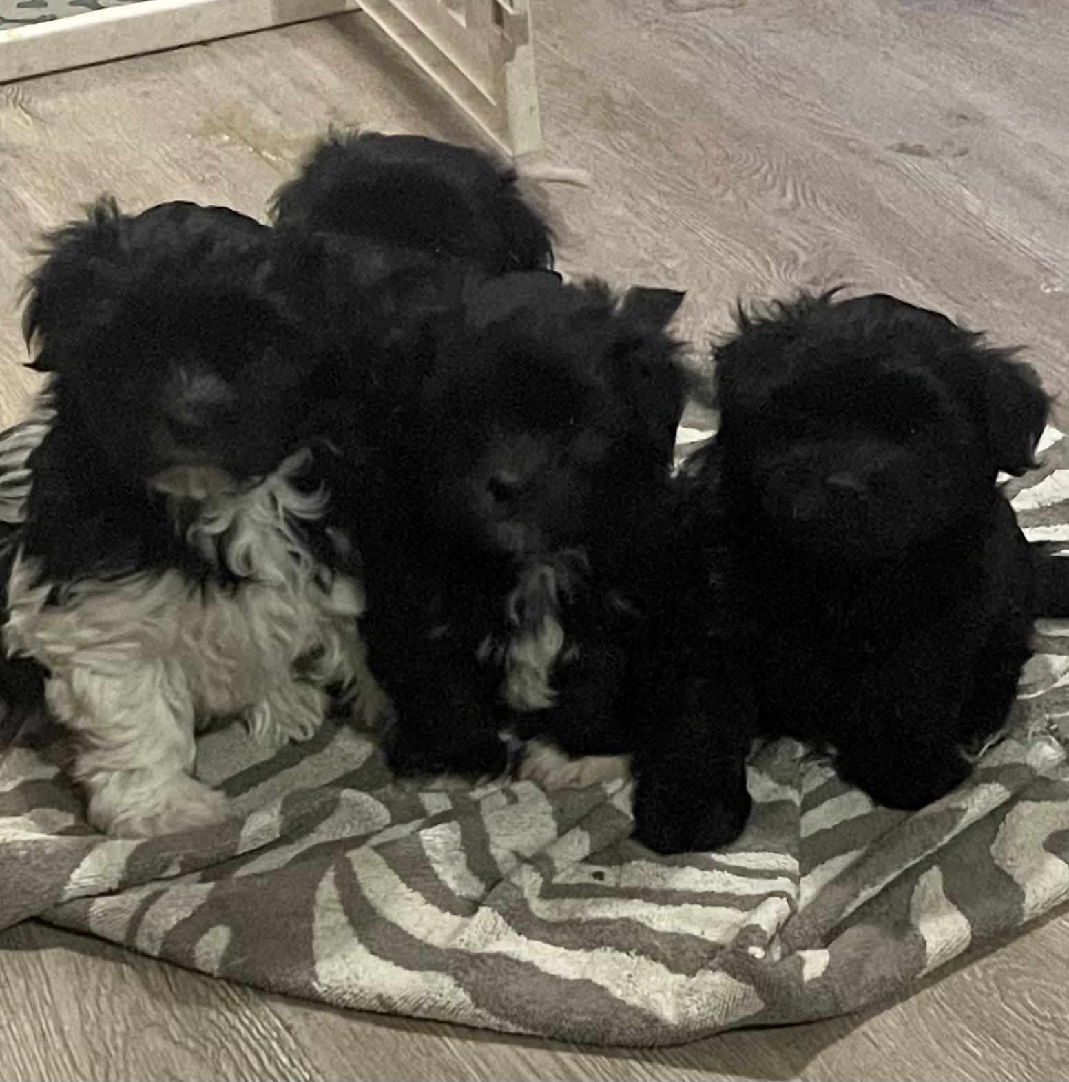 Alerek whippets and Havanese in Georgia | Havanese and Whippet puppies ...