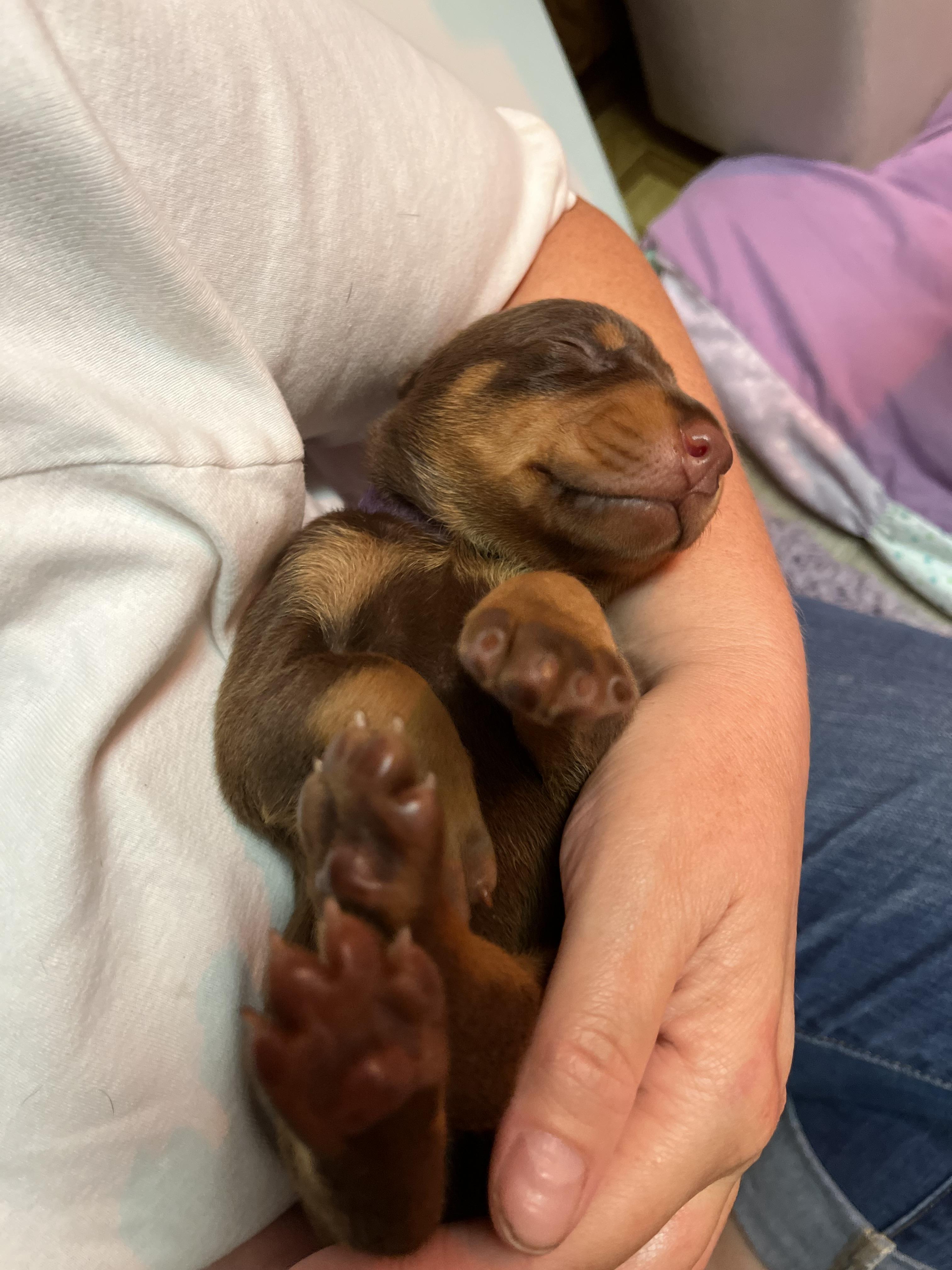 Adhelm Dobermans in Michigan | Doberman Pinscher puppies | Good Dog