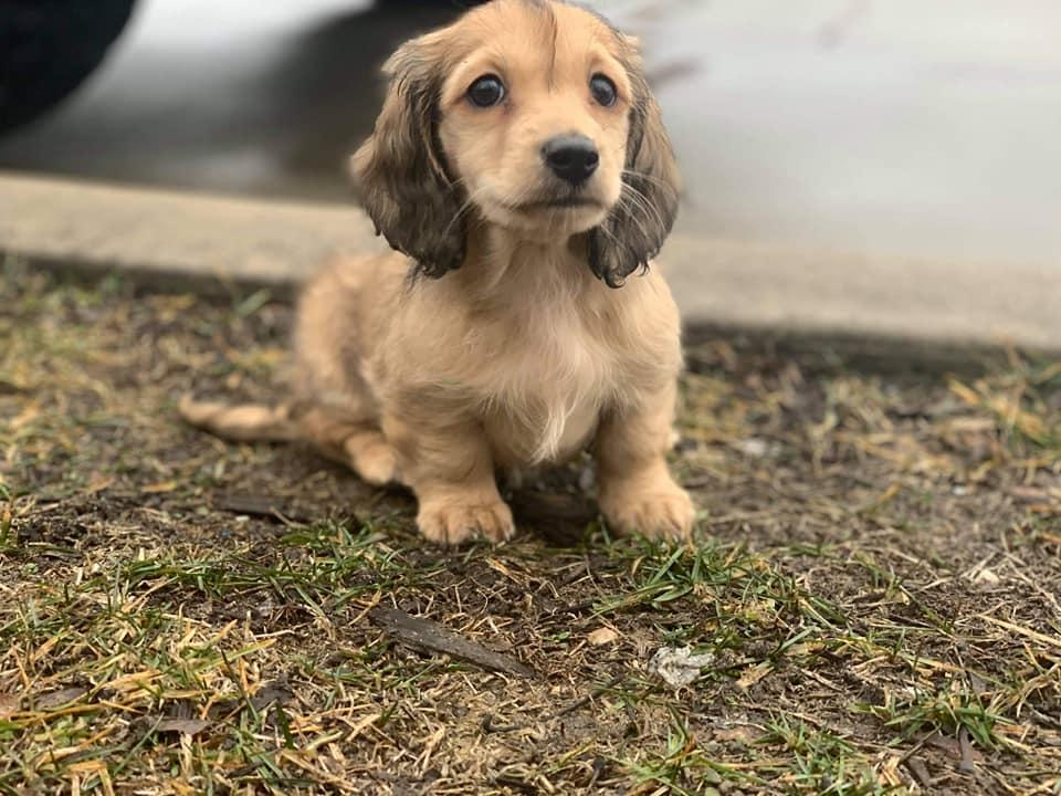Sweet Cheeks in Missouri | Dachshund puppies | Good Dog
