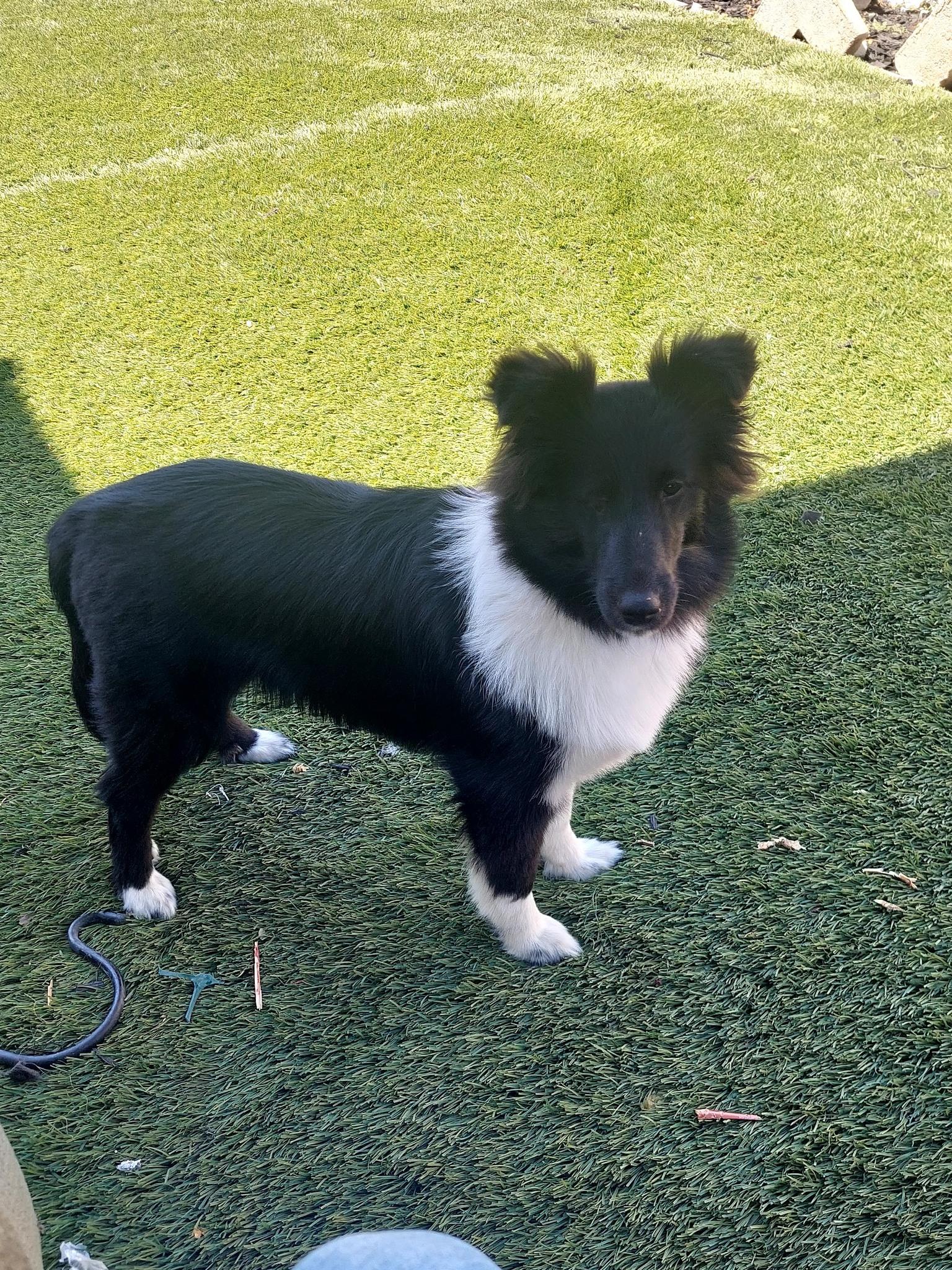 Irma's Shetland Sheepdogs in California | Shetland Sheepdog puppies ...