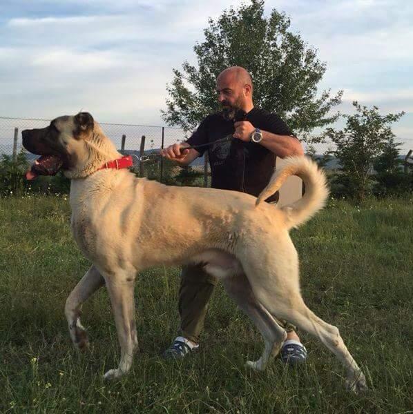 Natural Born Guardians in Texas | Turkish Boz Shepherd puppies | Good Dog