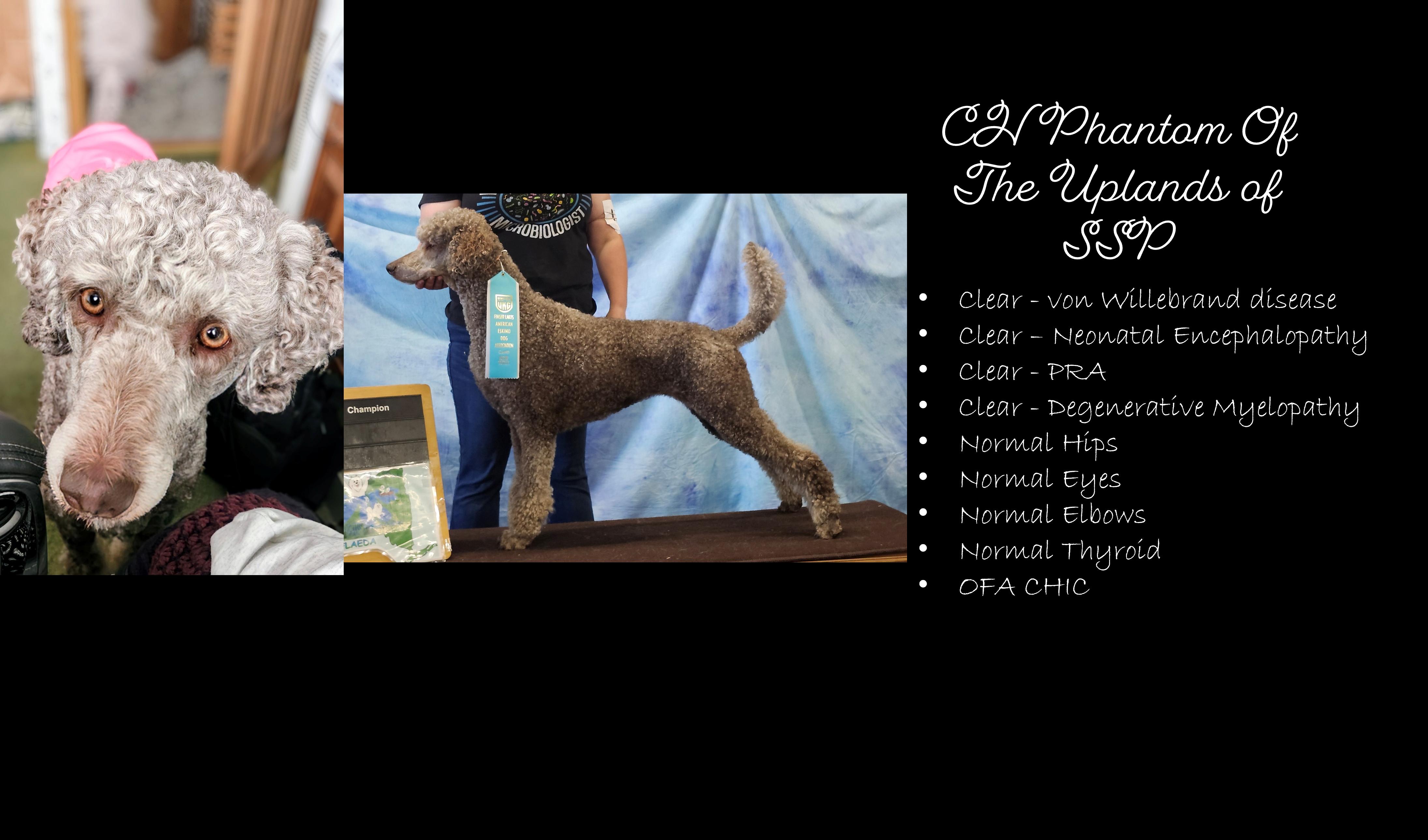 Adventure Abounds Standards in Wisconsin | Poodle puppies | Good Dog