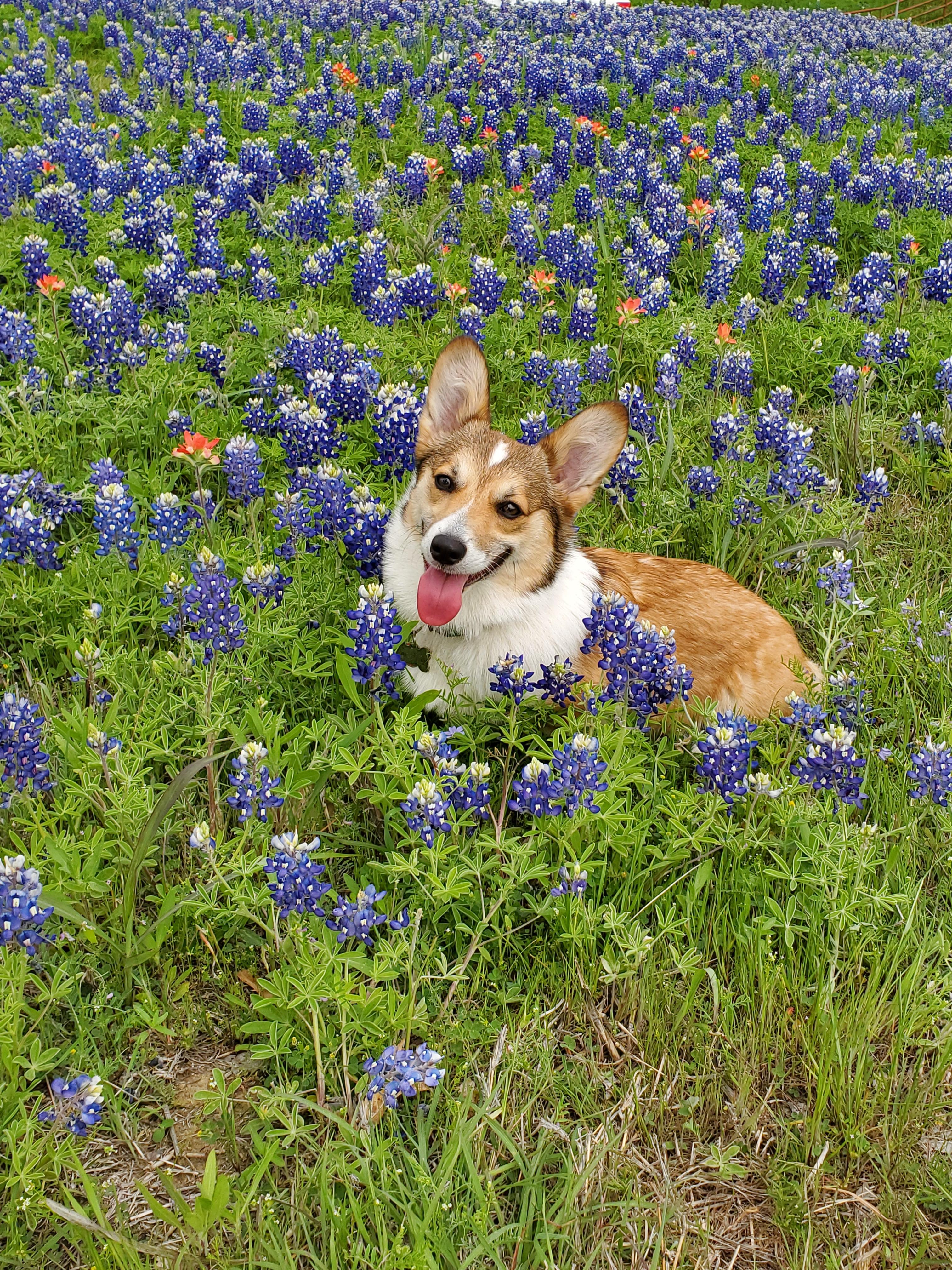 Shelly Bean Corgis in Texas | Pembroke Welsh Corgi puppies | Good Dog