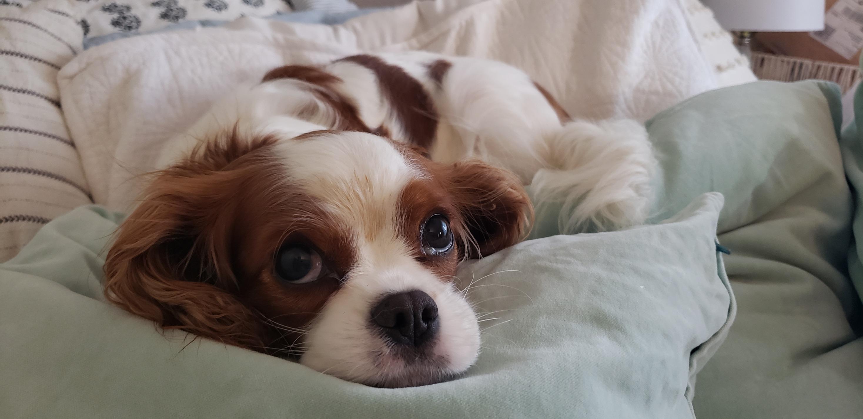 Catawba Cavaliers in North Carolina | Cavalier King Charles Spaniel and ...