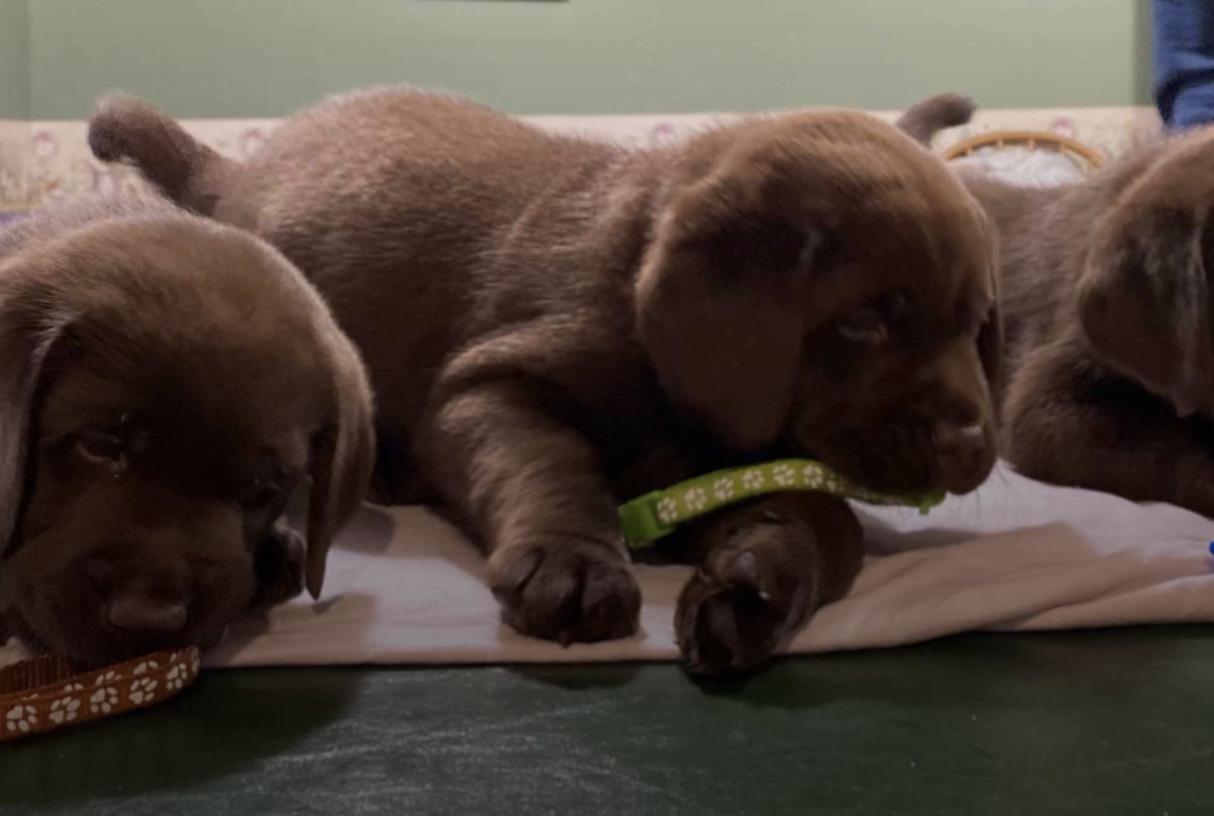 Cook’s Lab-Adores in Michigan | Labrador Retriever puppies | Good Dog