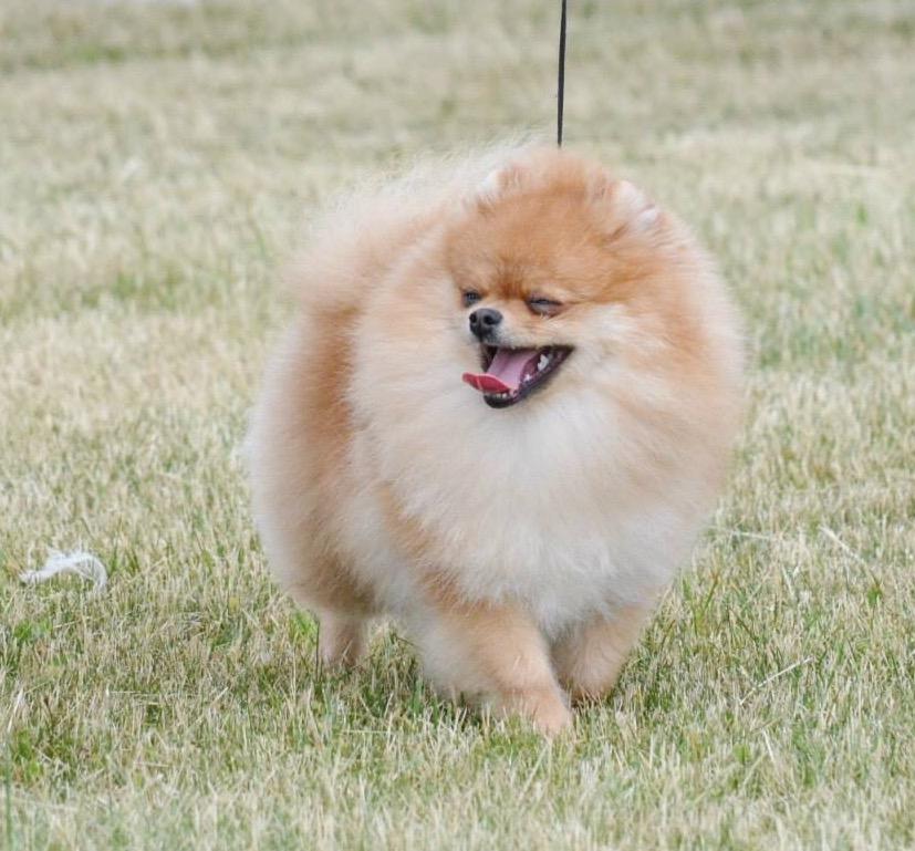 Teralee Poms in New Hampshire | Pomeranian puppies | Good Dog