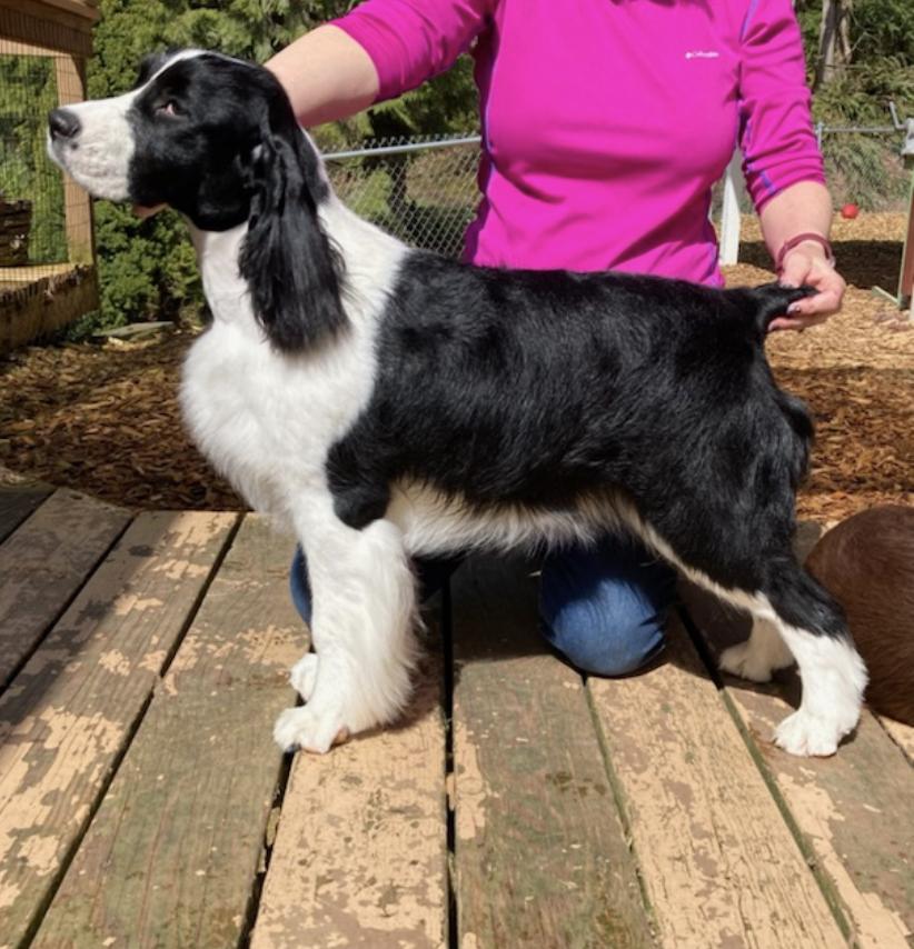 G&J’s ESS in Oregon | English Springer Spaniel puppies | Good Dog