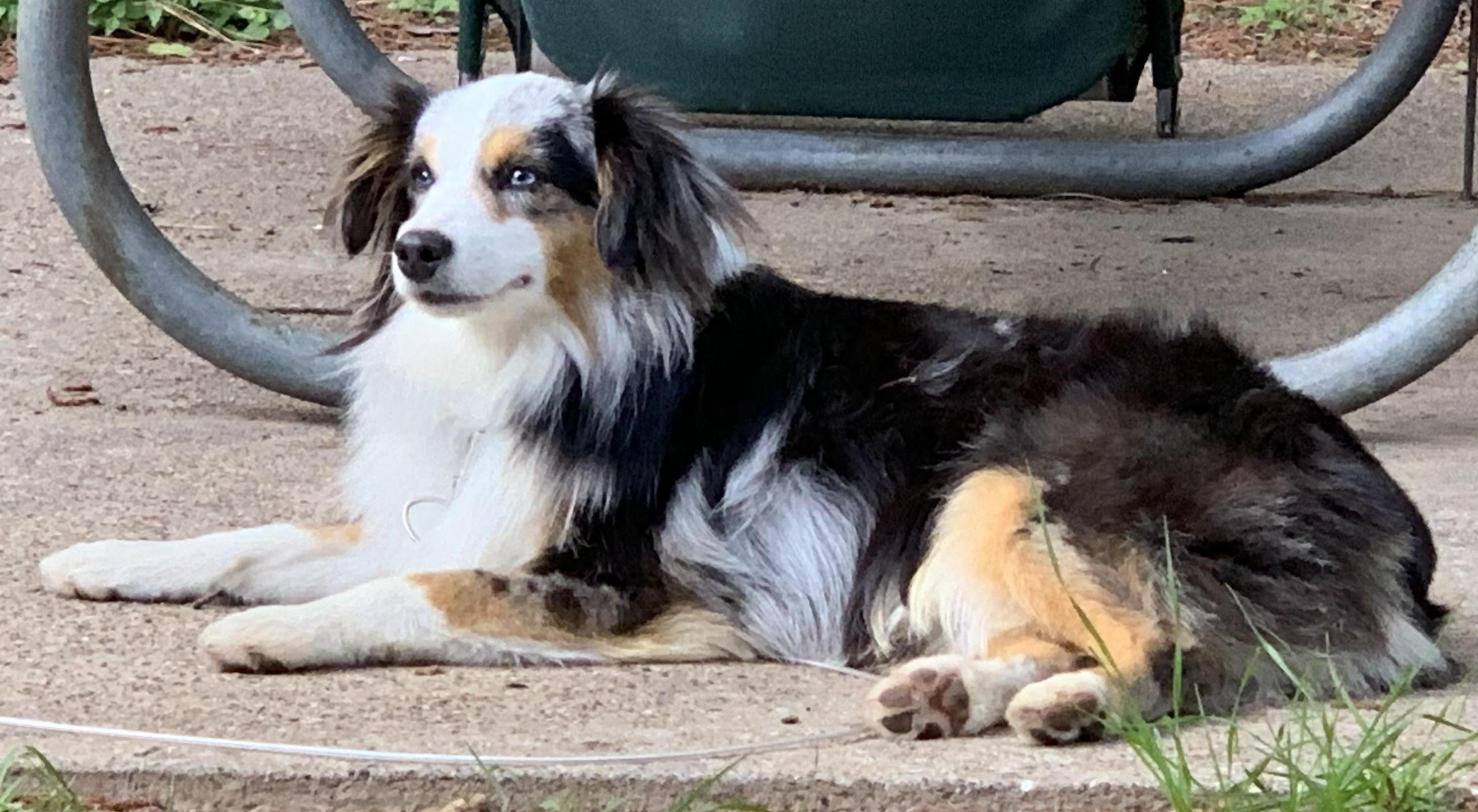 Aussies on the Farm in Texas | Toy Australian Shepherd puppies | Good Dog