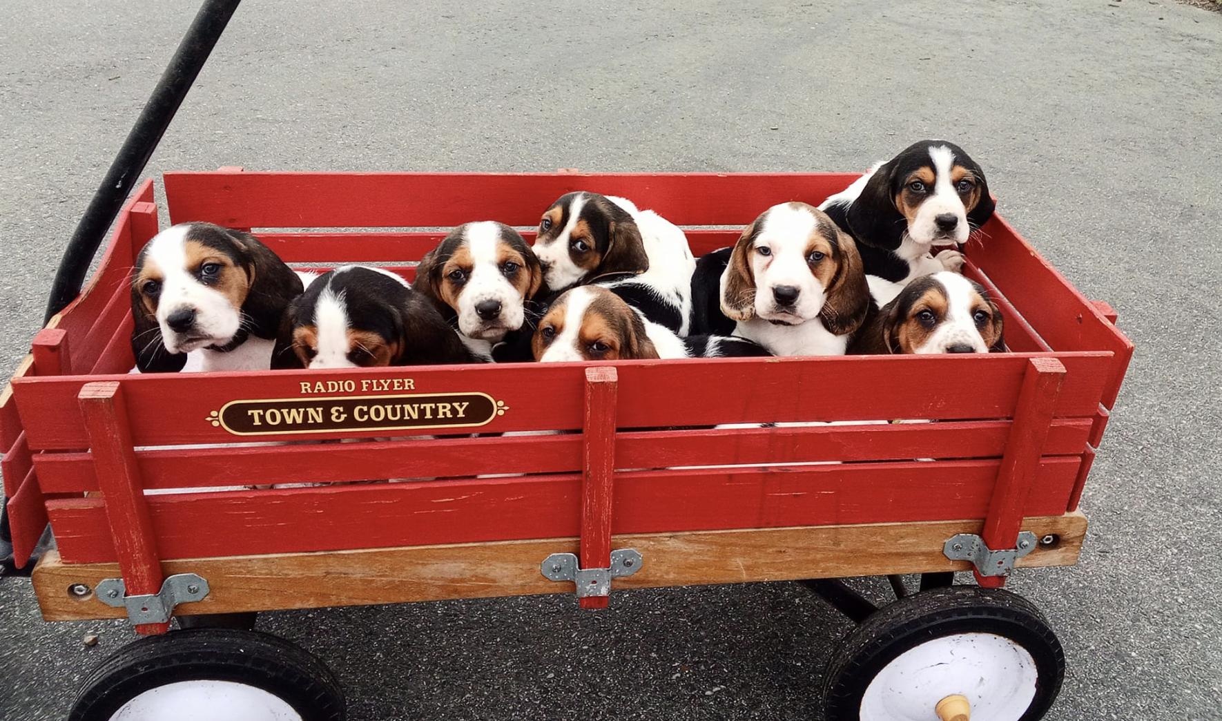 Back Bay Bassets Hounds in Virginia | Basset Hound puppies | Good Dog