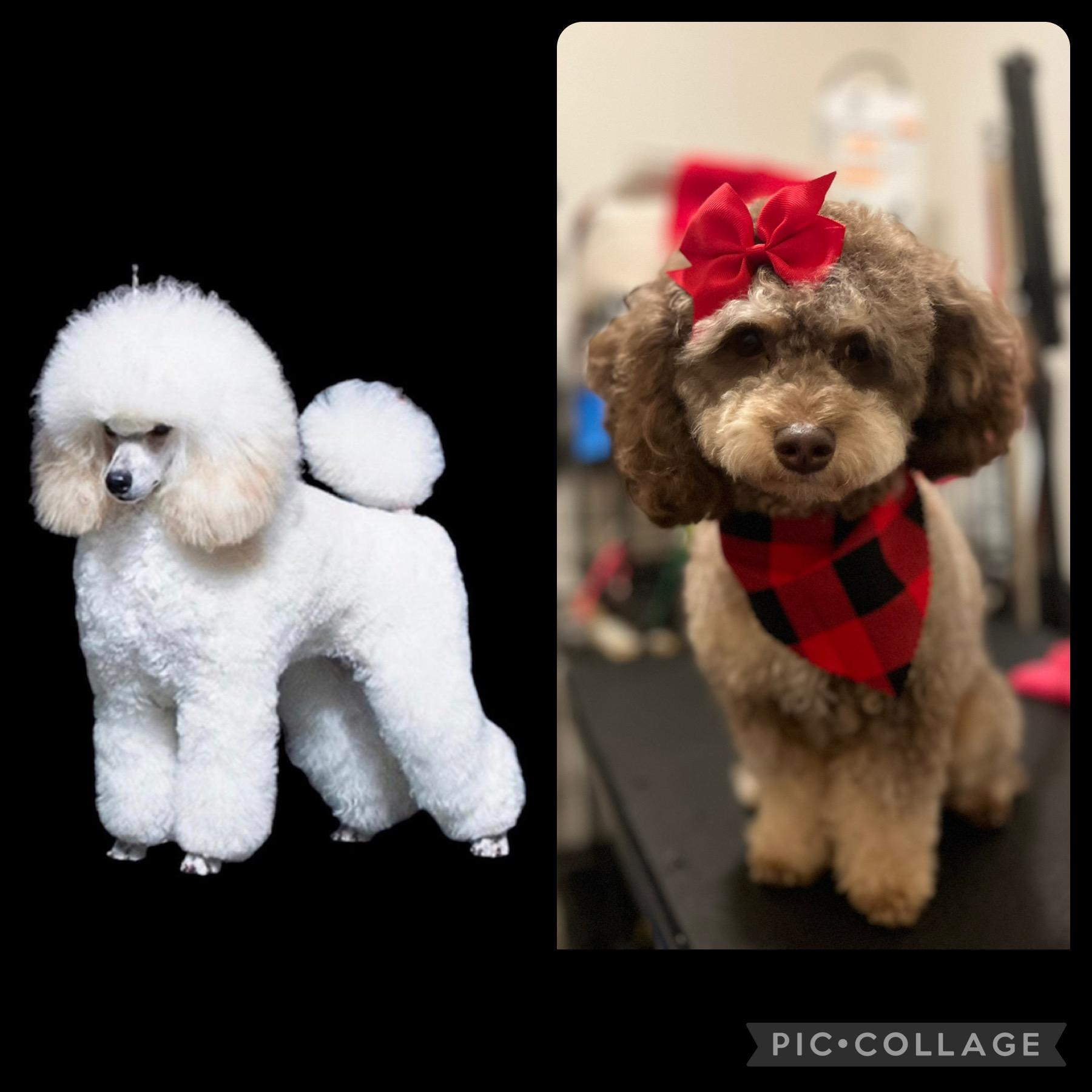 Village Toy Poos in Arkansas | Cockapoo and Poodle puppies | Good Dog