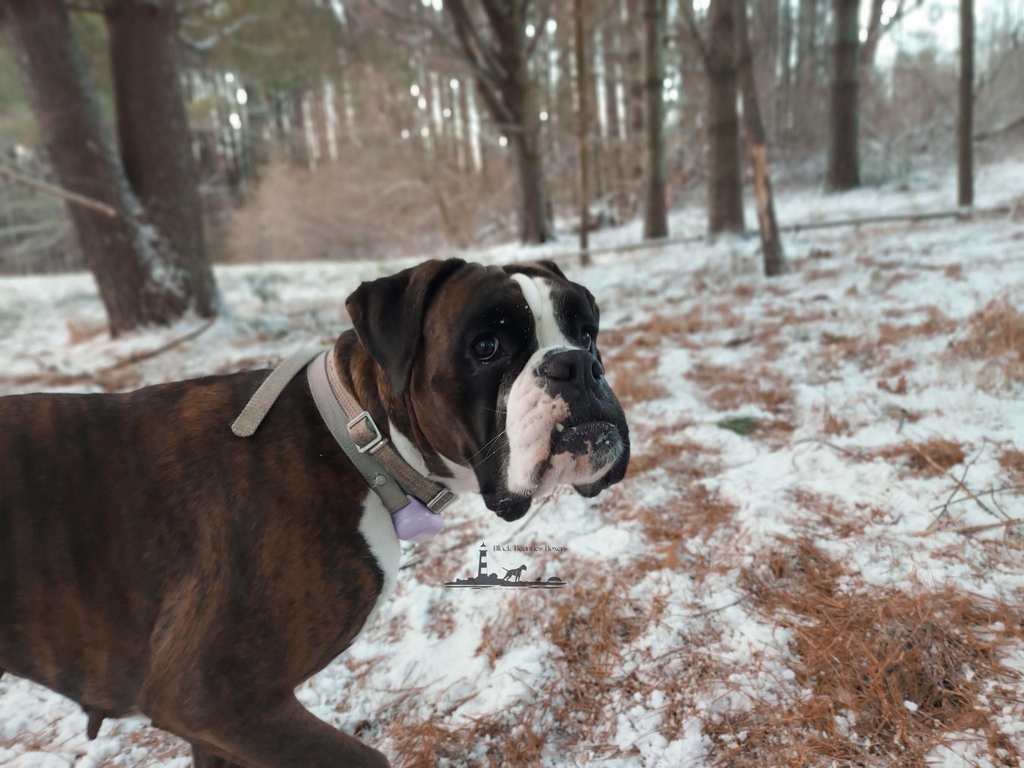 Black Beauties Boxers in North Carolina | Boxer puppies | Good Dog